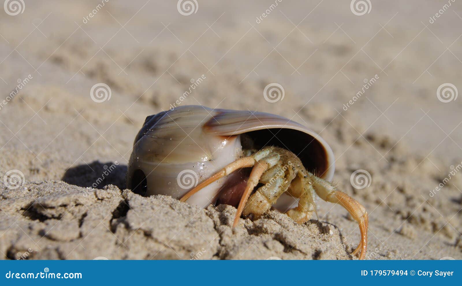 Crab in shell stock photo. Image of shell, crab, beautiful - 179579494