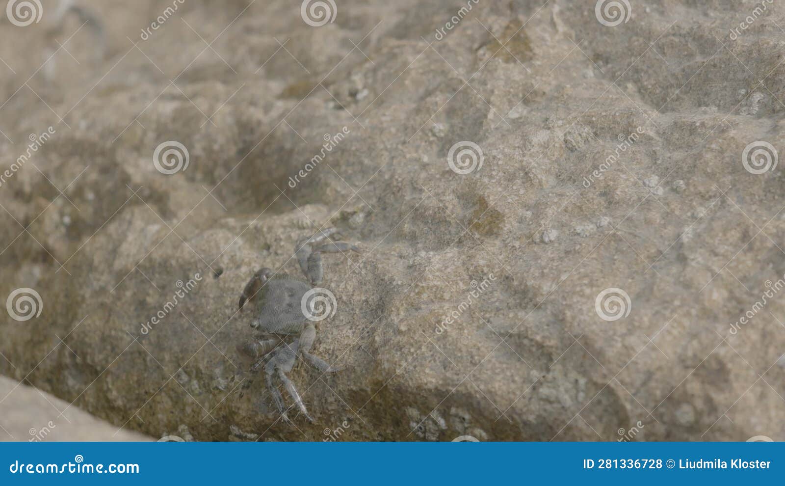 Crab stock footage. Video of abdomen, mites, sand, crayfish - 281336728