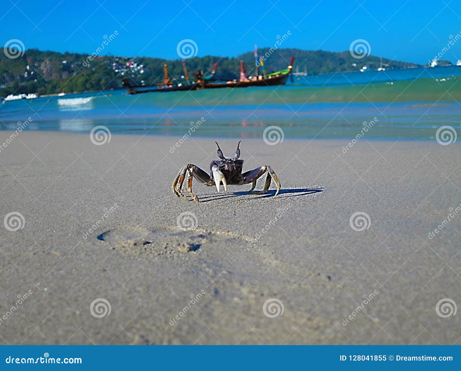 Thailand. Crab attacks stock image. Image of eyes, flags - 128041855