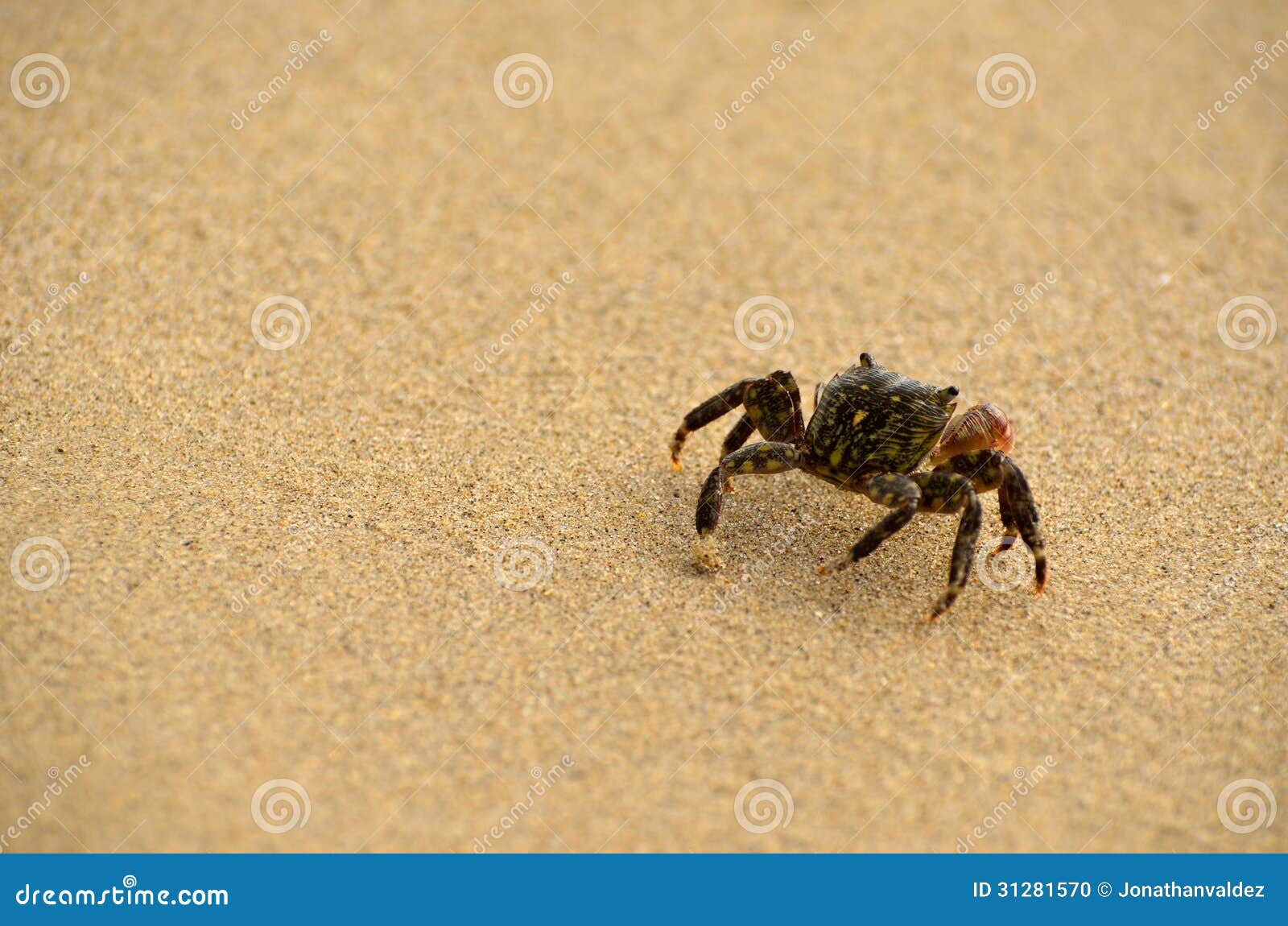 A Crab Crawling Away stock photo. Image of away, colorful - 31281570