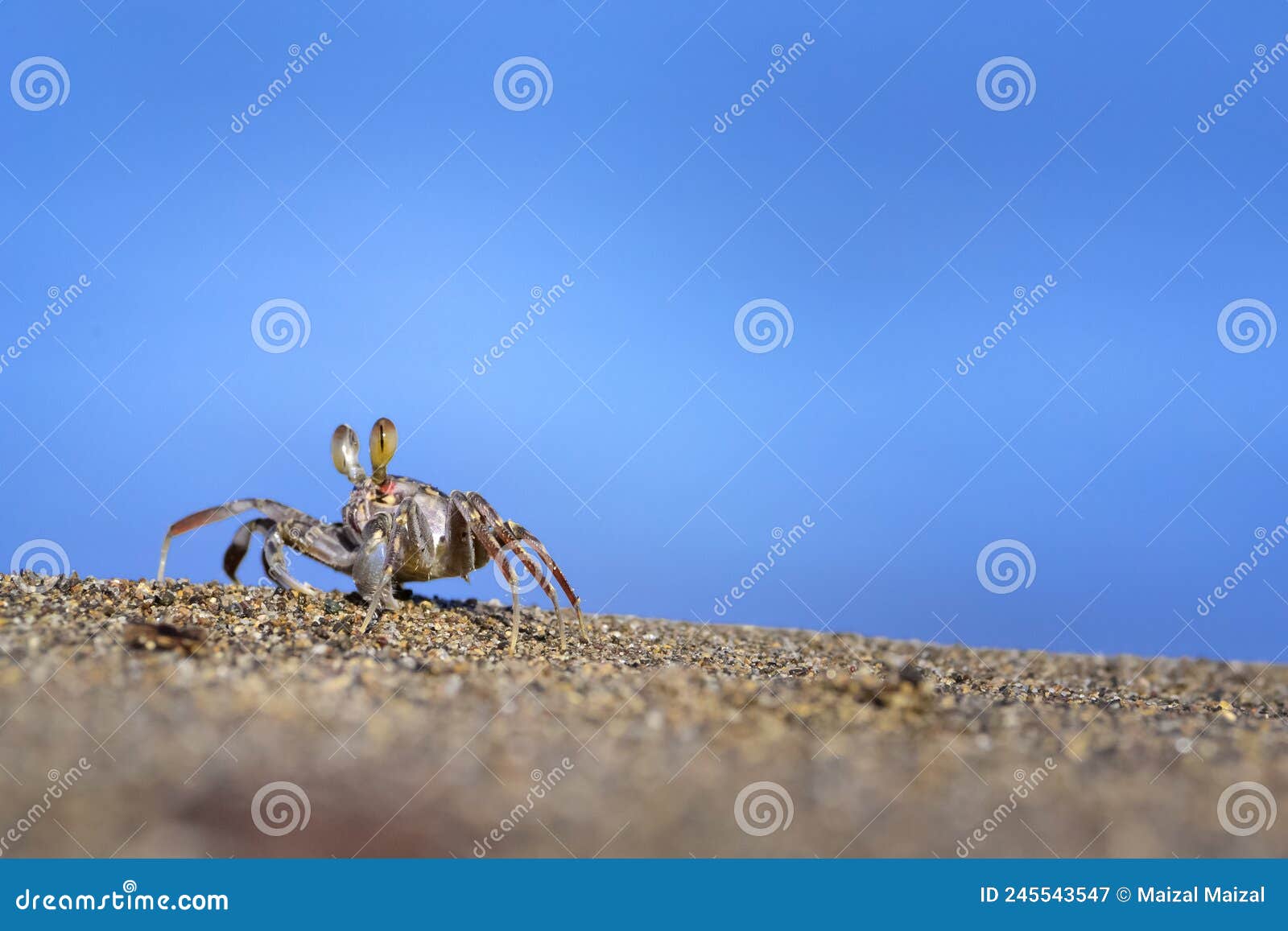 A Crab Crawling on the Beach Sand Stock Image - Image of morning, beach ...