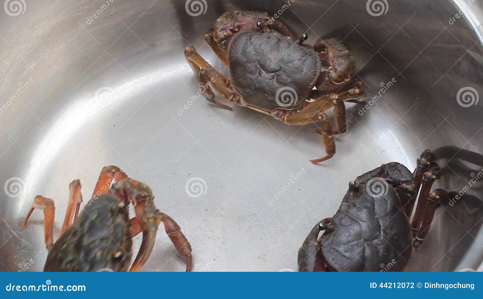 Crab crawling scene stock footage. Video of nature, focus - 44212072