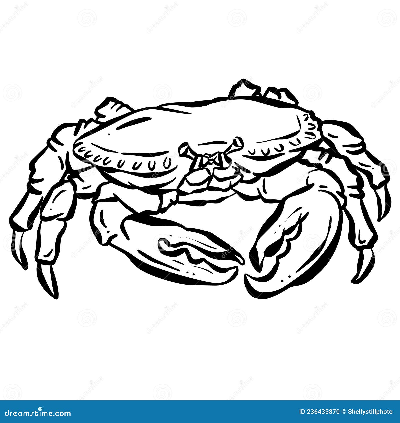 Crab Crustacean Shell Vector Cartoon Illustration Stock Illustration ...