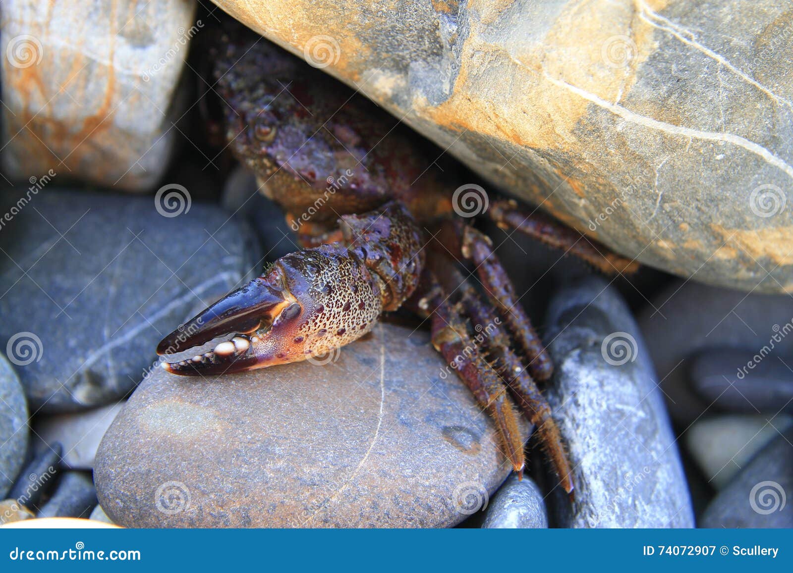 Crab Defending from Under Stone on the Sea Shore Stock Image - Image of ...