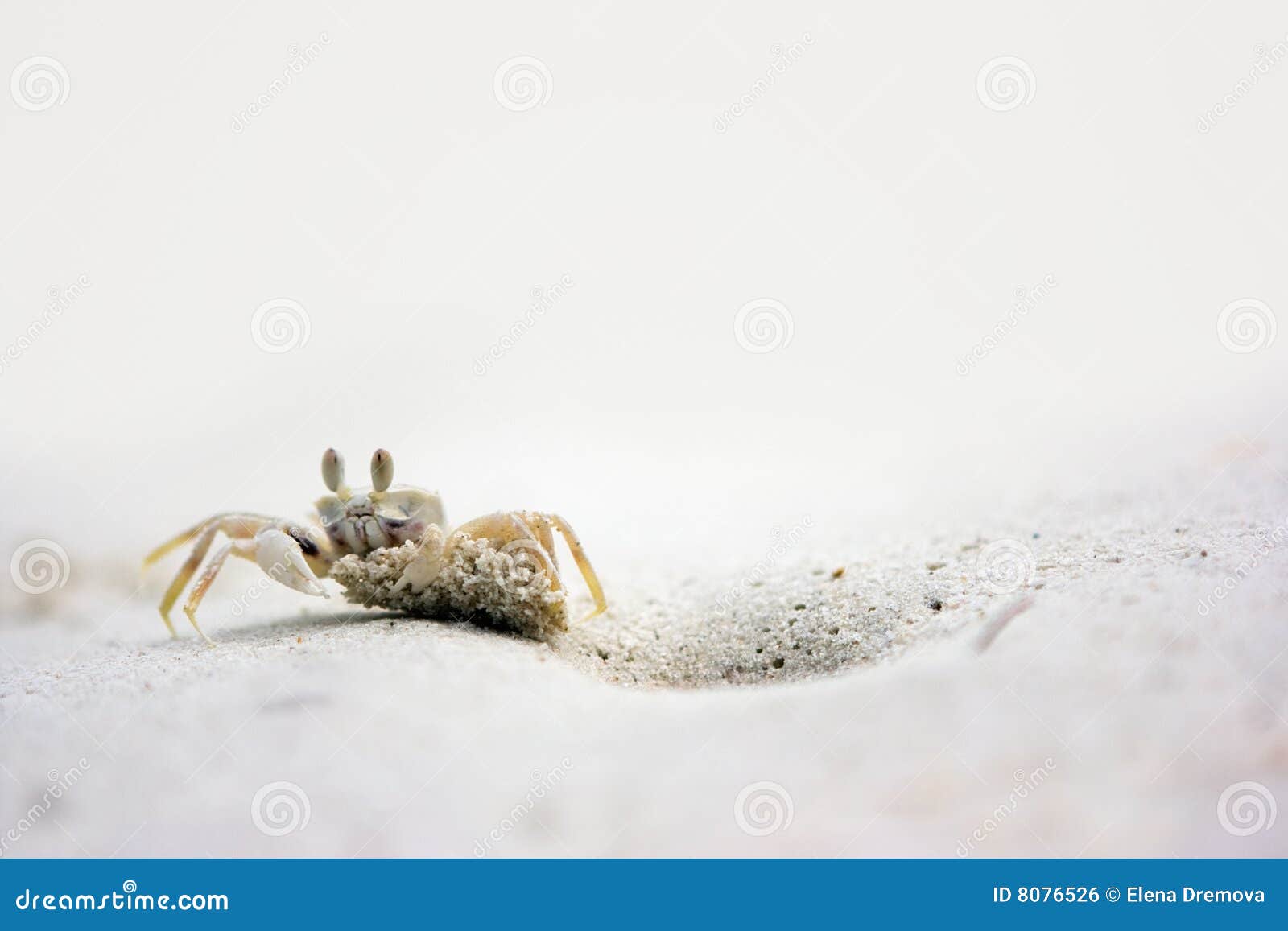 Crab digging stock photo. Image of digging, sand, sandy - 8076526