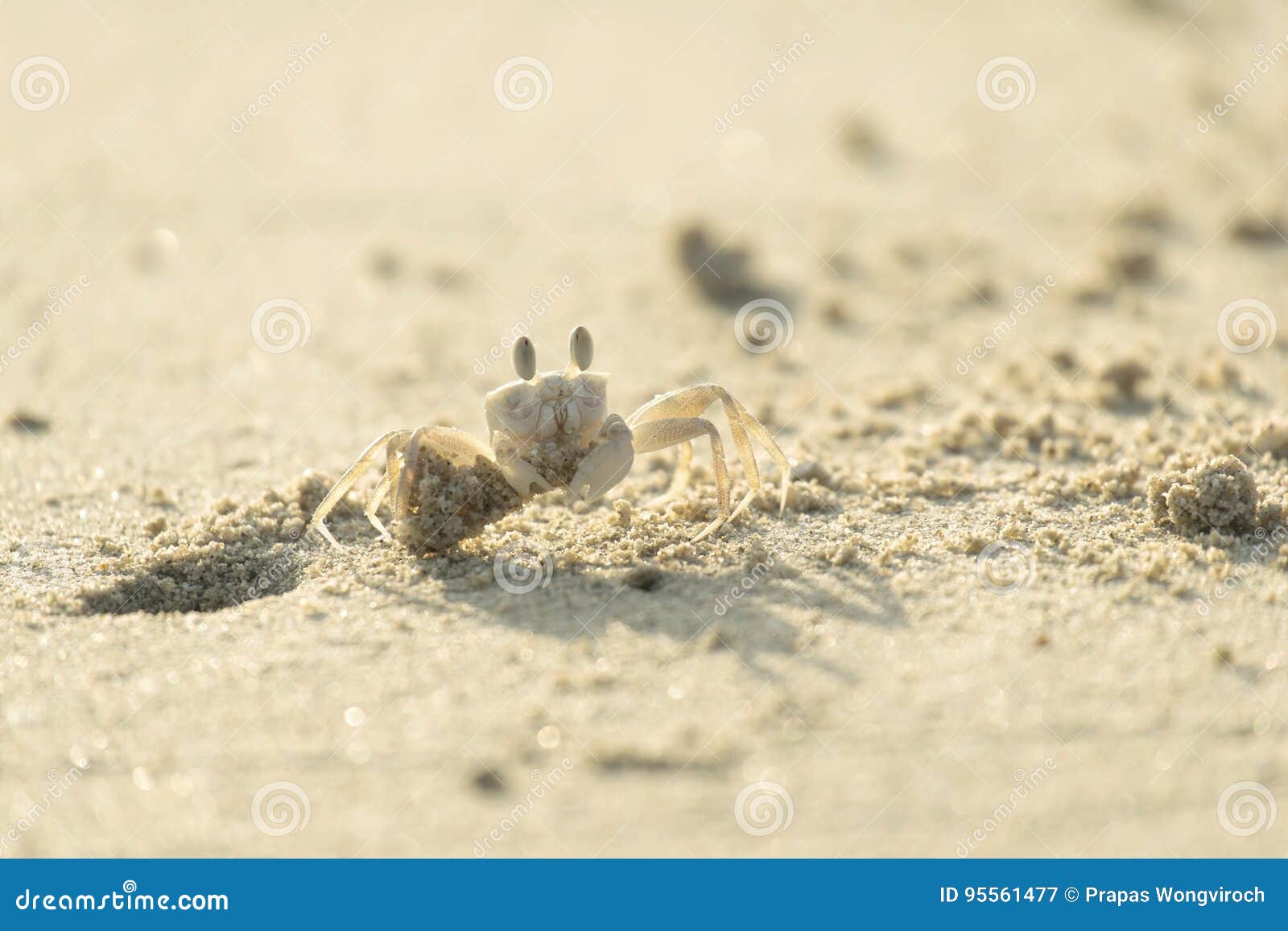 Crab are digging a hole stock image. Image of island - 95561477