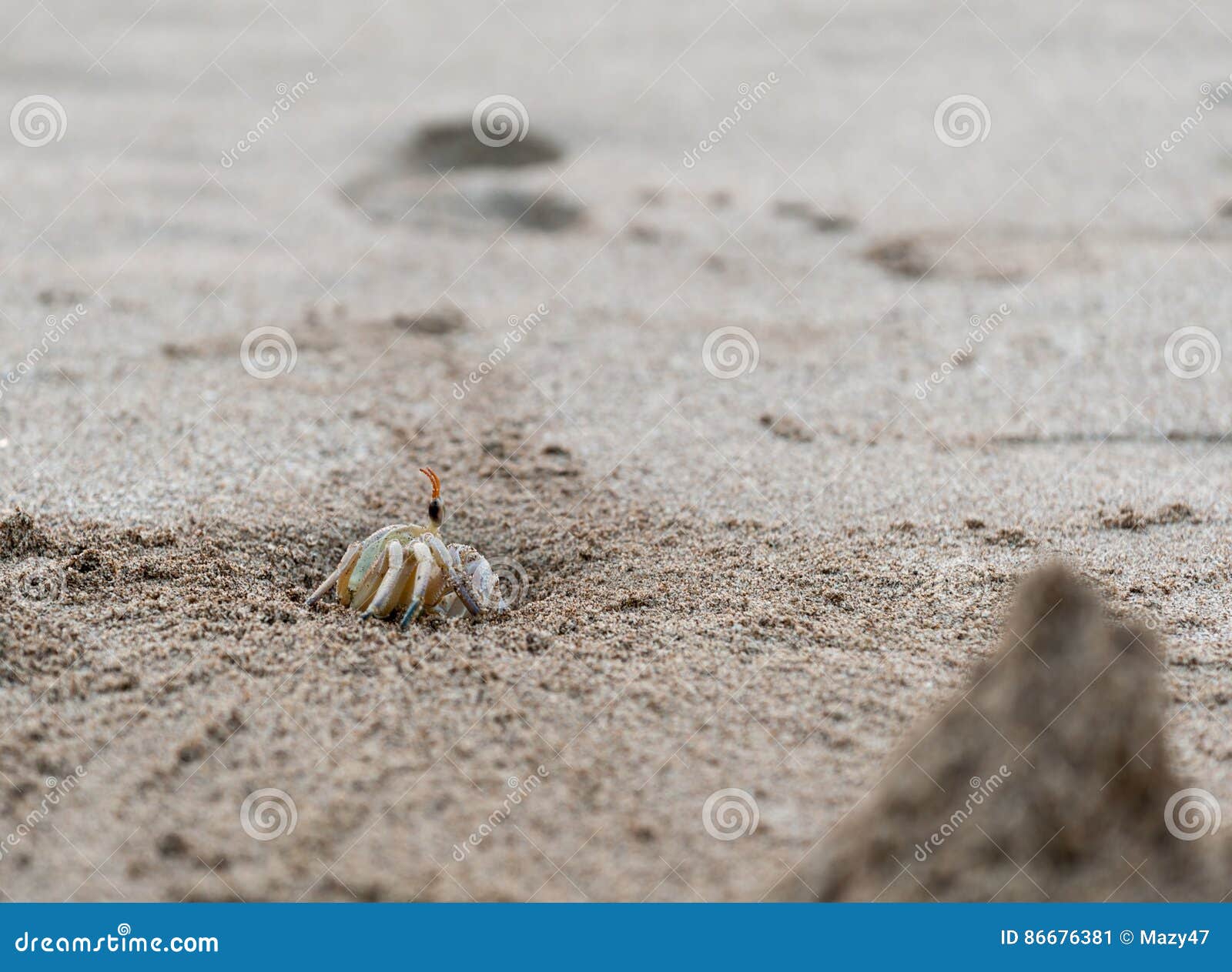 Crab stock image. Image of vacation, nature, crustacean - 86676381