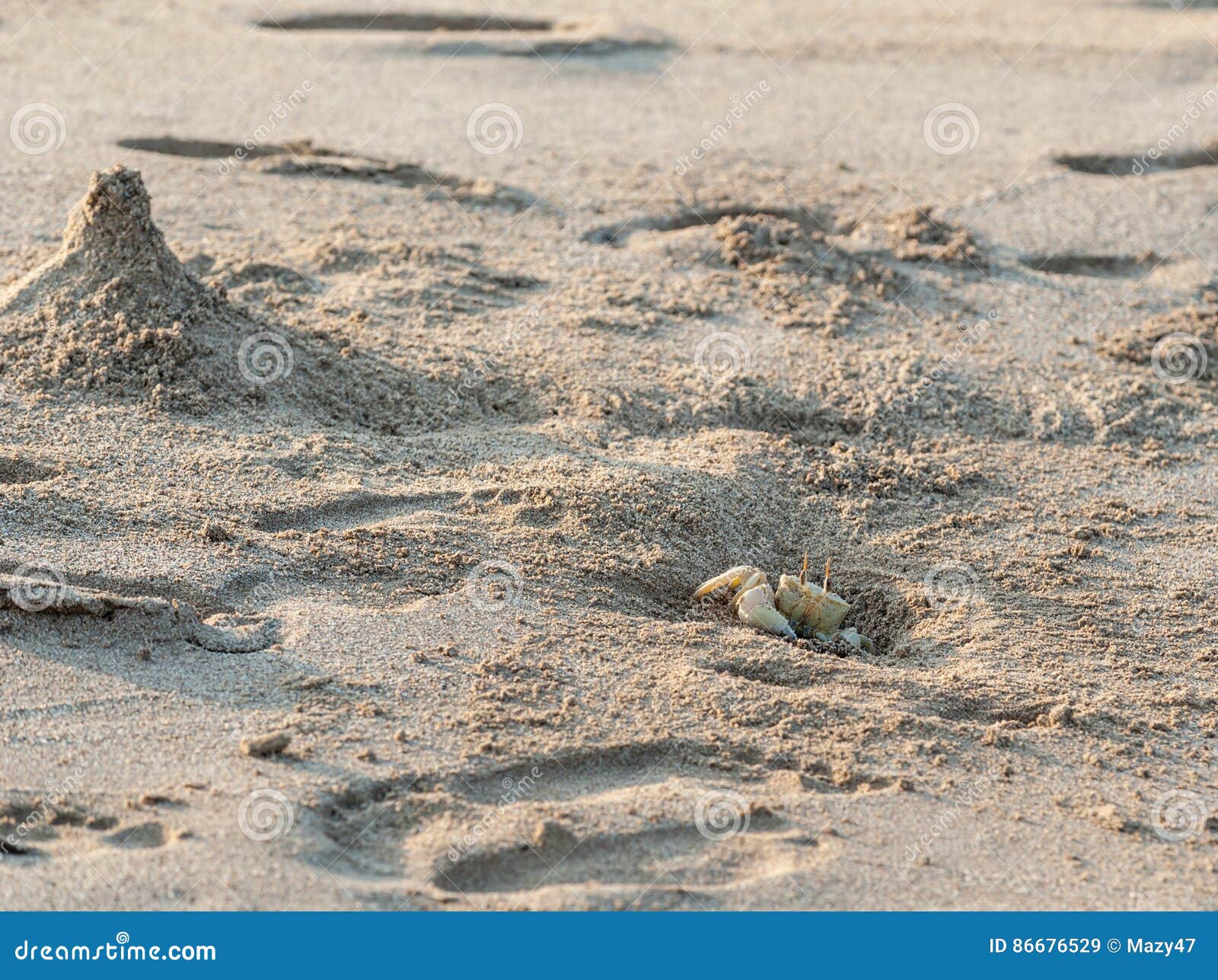 Crab stock image. Image of hermit, travel, yellow, tropical - 86676529