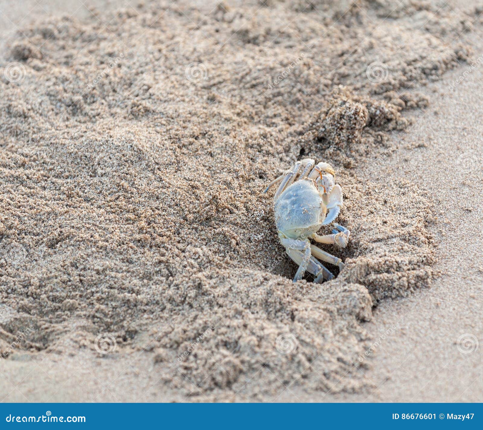 Crab stock image. Image of animal, water, crustacean - 86676601