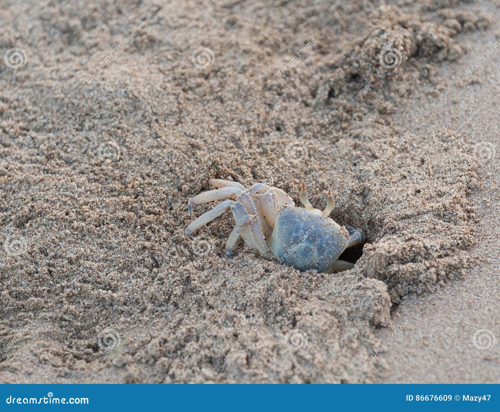 Crab stock image. Image of yellow, hole, digging, sand - 86676609