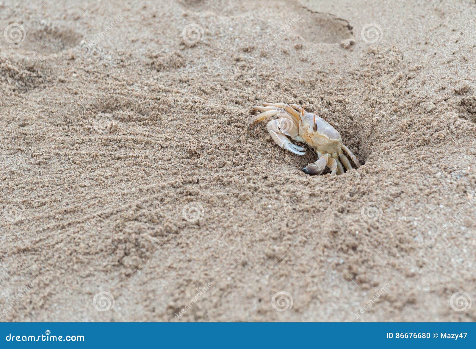 Crab stock photo. Image of beach, emirates, travel, crab - 86676680