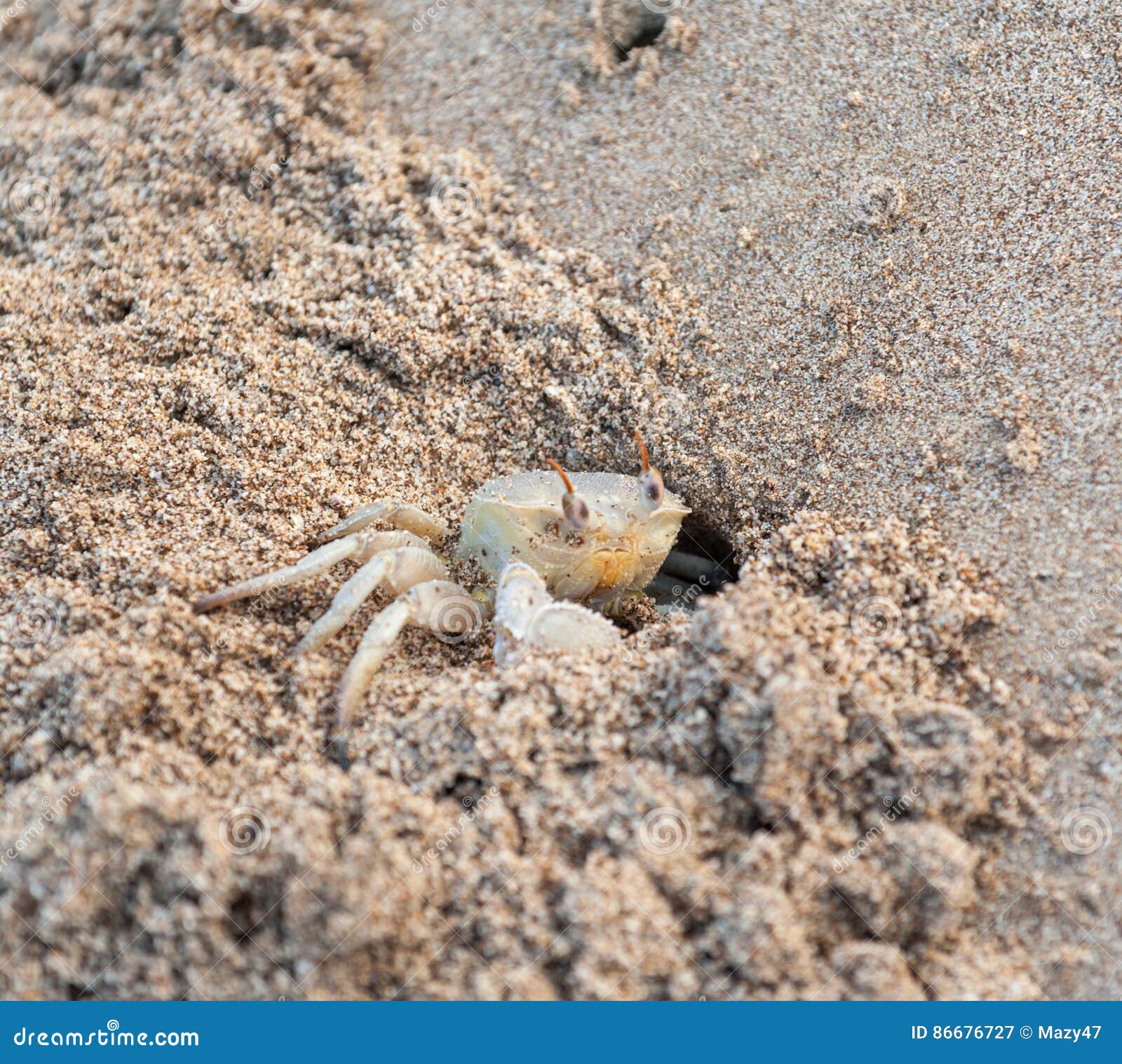 Crab stock image. Image of water, animal, hole, marine - 86676727