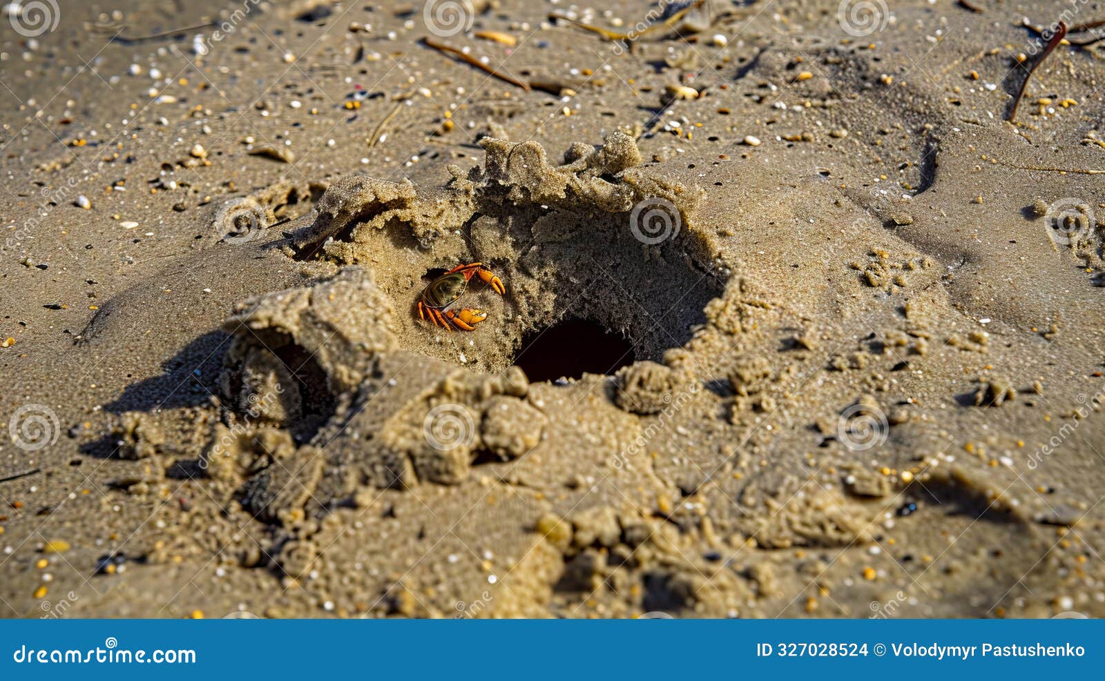 A Crab is Digging a Hole in the Sand Stock Photo - Image of digging ...