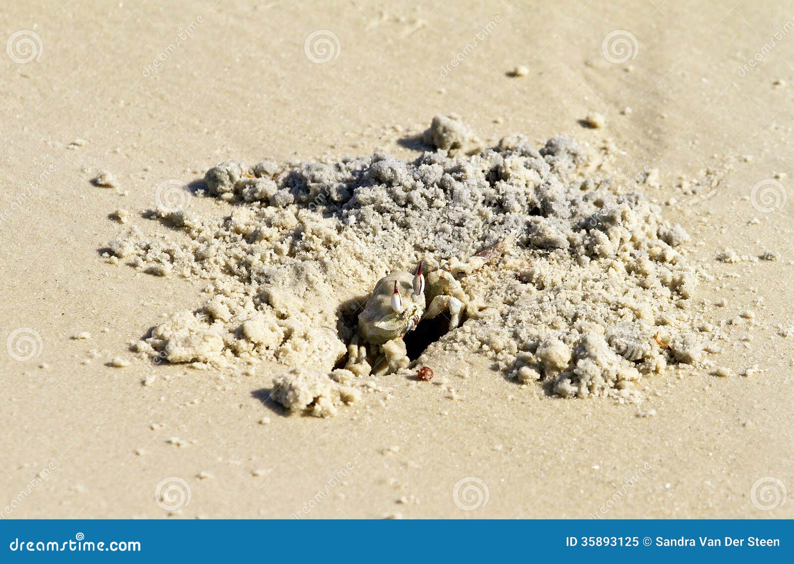 Crab is Digging Out on the Beach Stock Image - Image of single ...