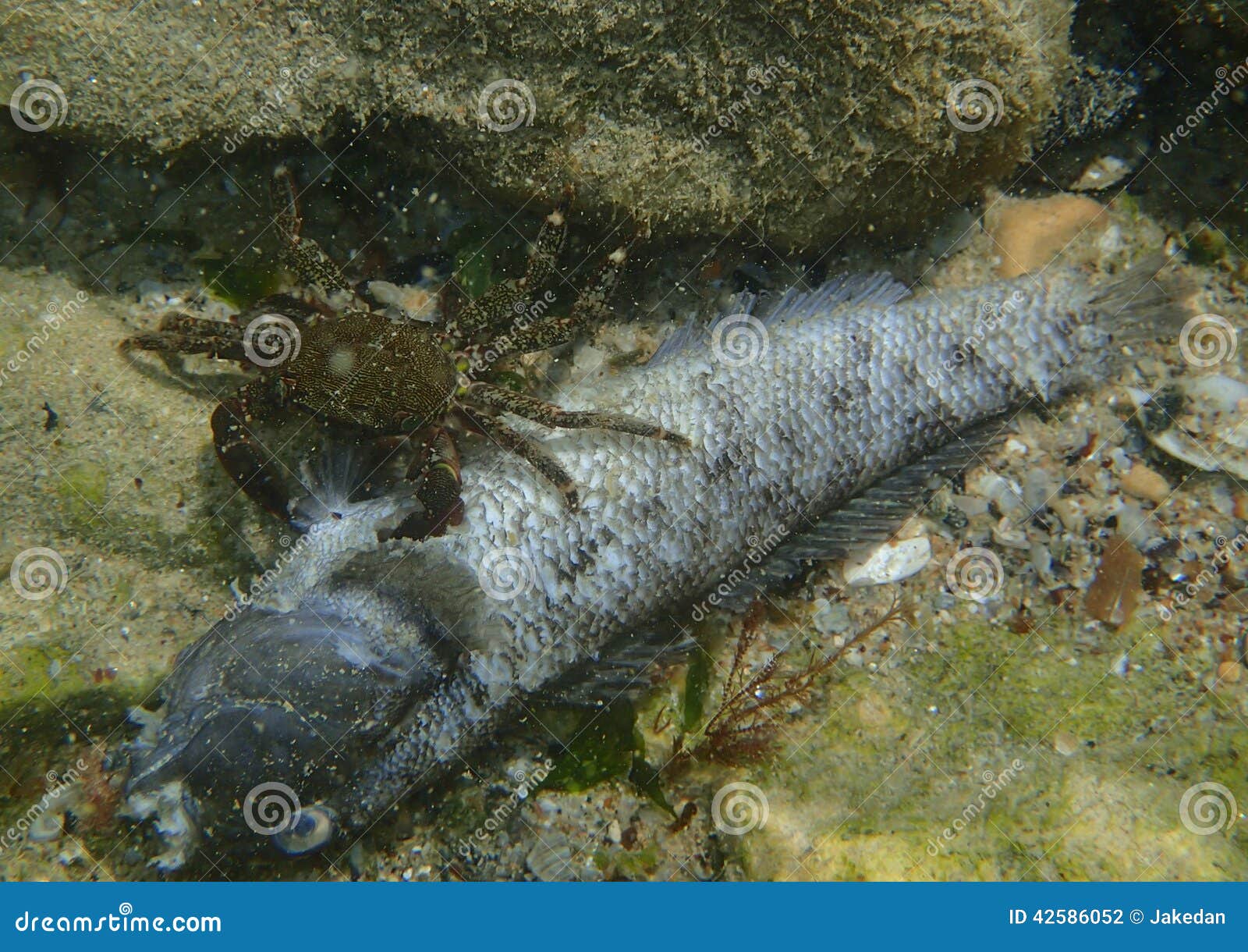 Crab eating stock photo. Image of crustacean, fish, marine - 42586052