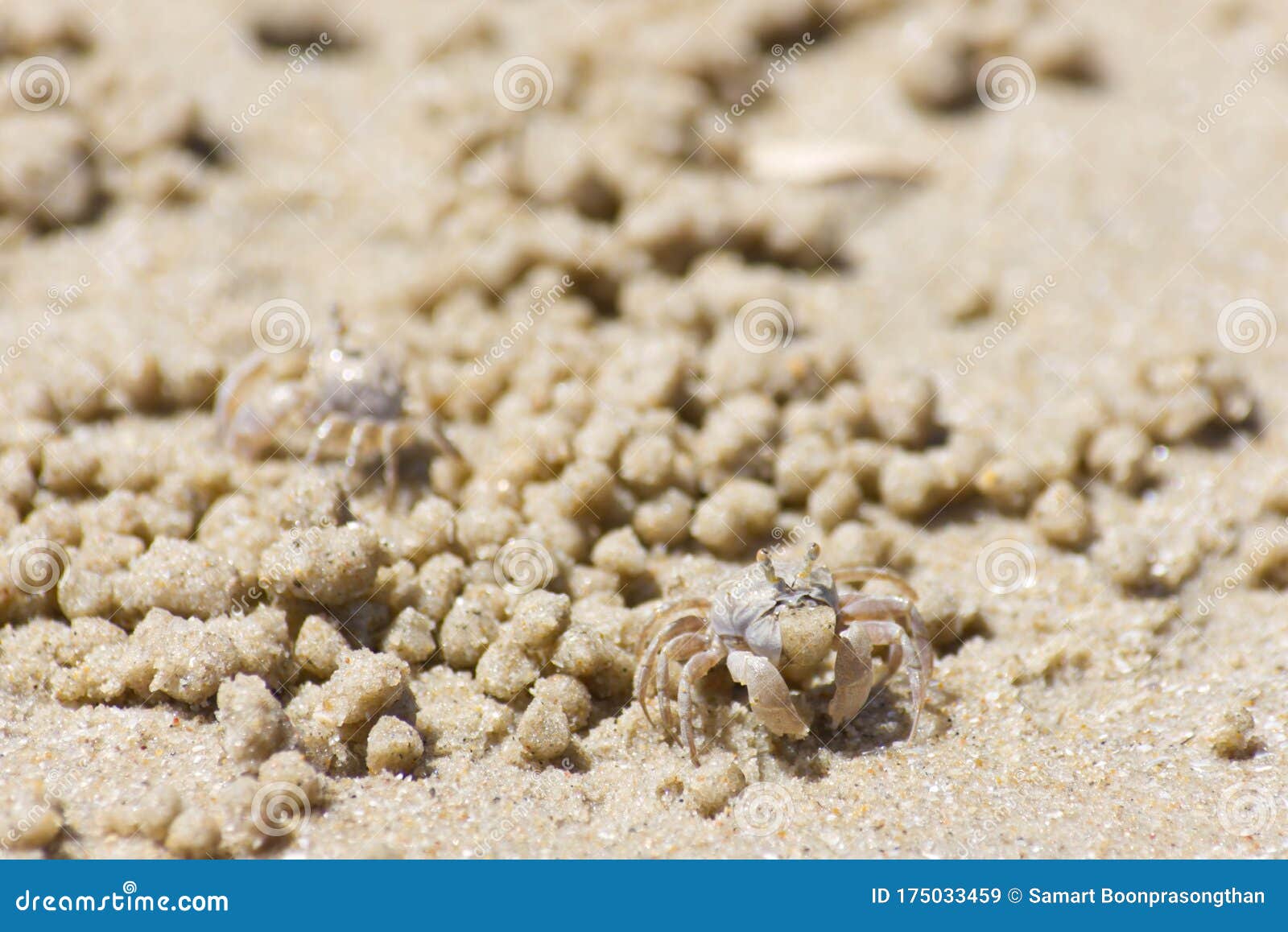 Crab that is Eating Food in the Sand Stock Image - Image of crab, food ...