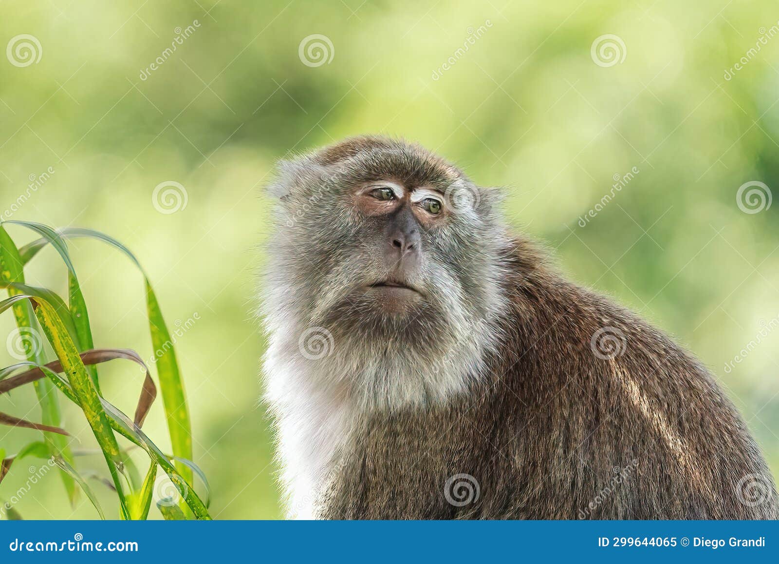 Crab-eating Macaque face stock image. Image of cercopithecine - 299644065