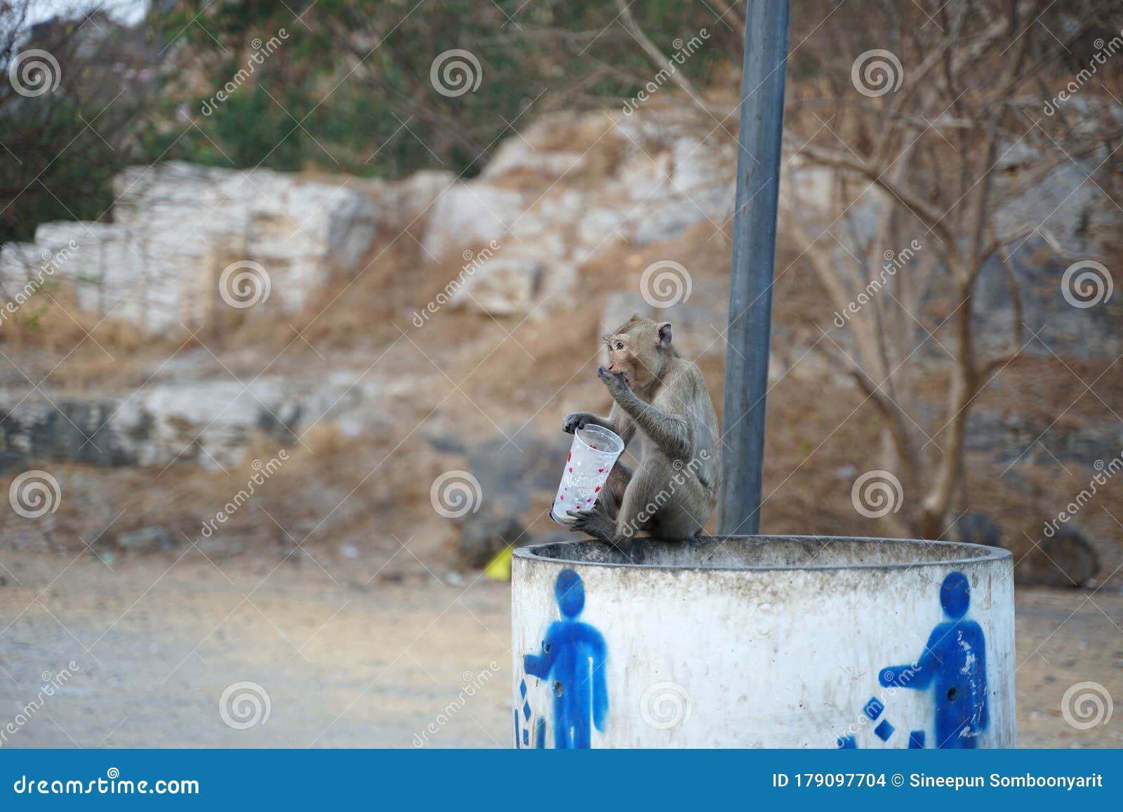 Crab-eating Macaque Eating Garbage from Plastic Cup and Sitting on the ...
