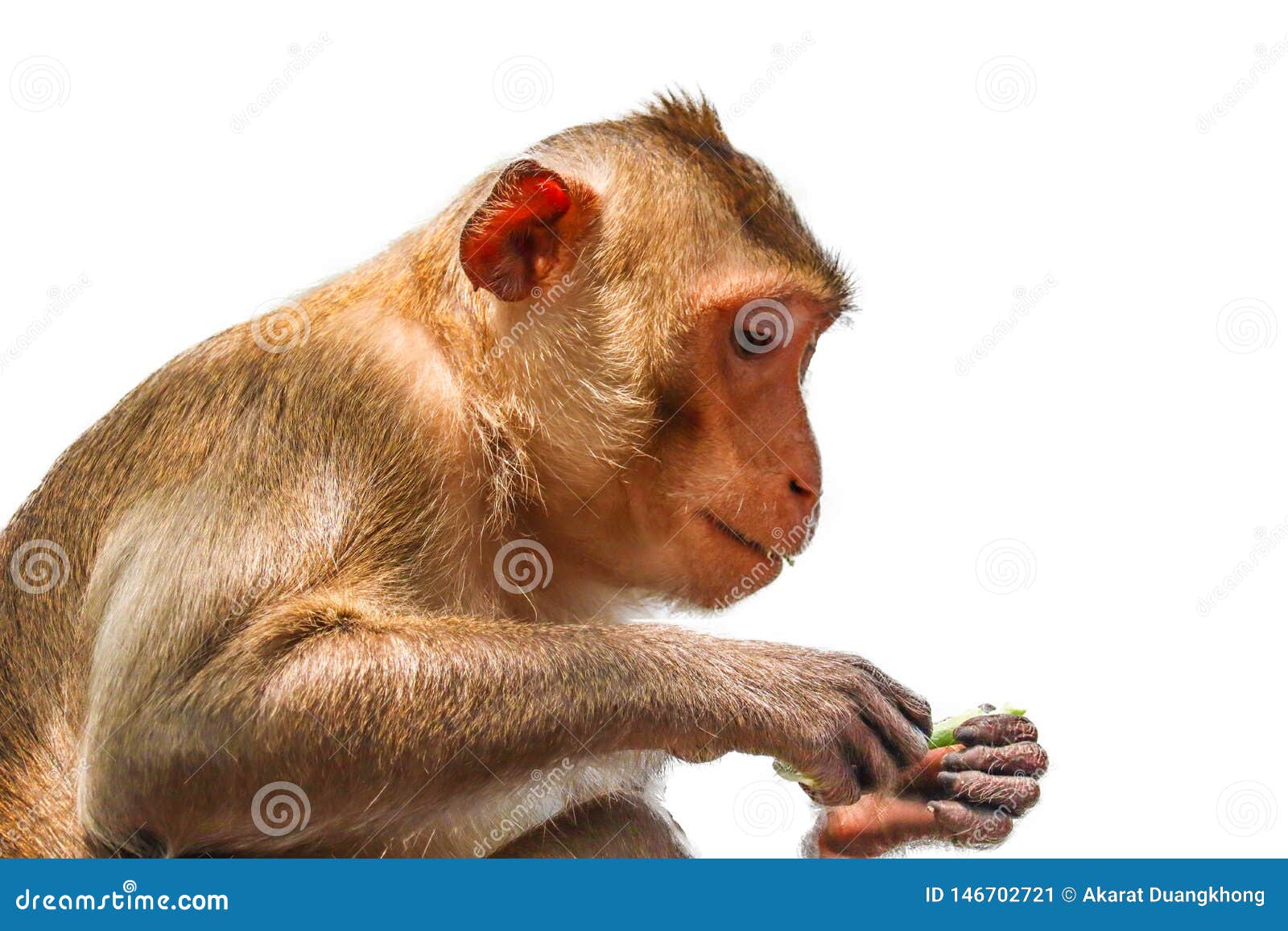 Female Stump Tailed Macaque Stock Photos - Free & Royalty-Free Stock ...