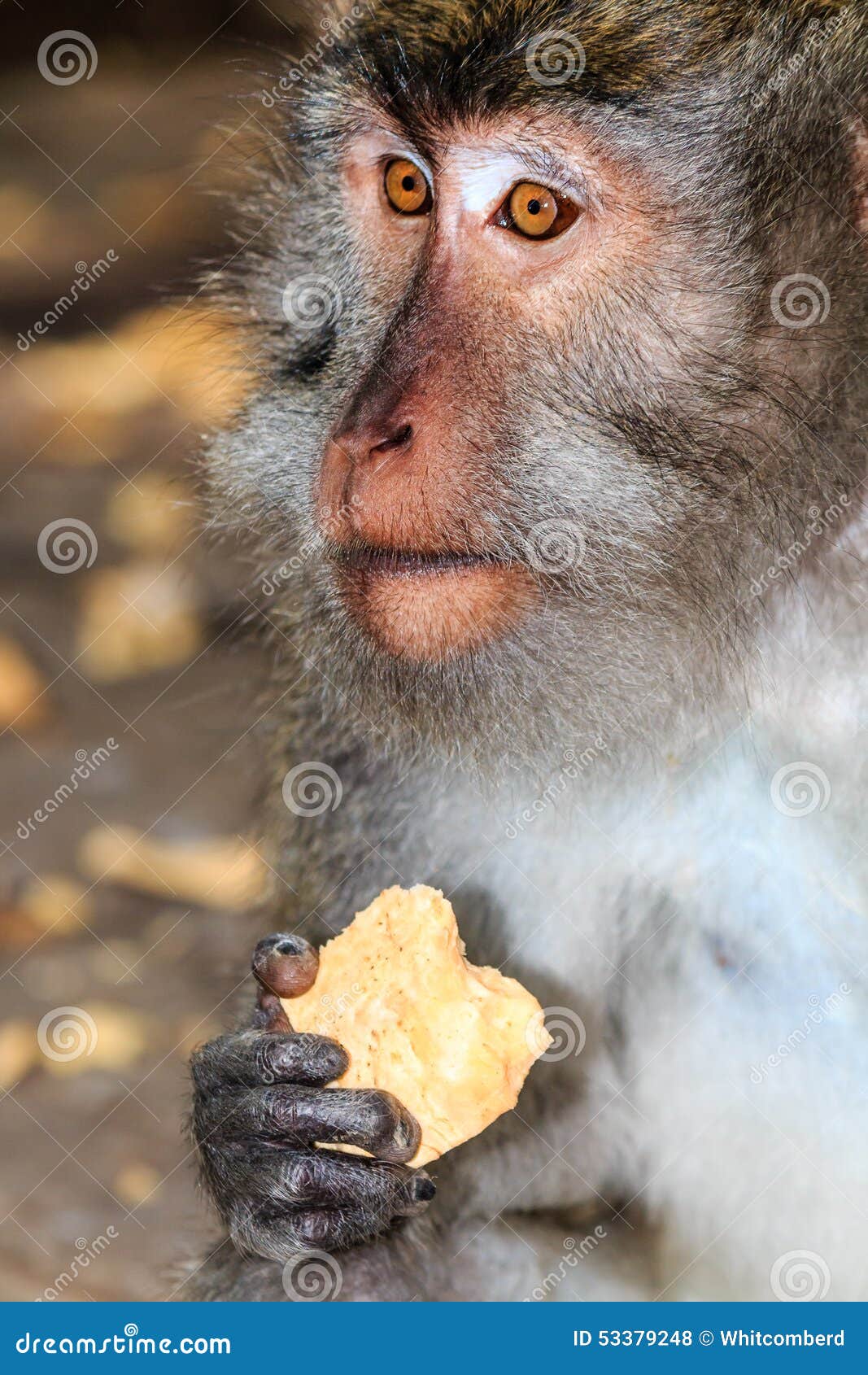 Crab eating Macaque stock photo. Image of portrait, eating - 53379248