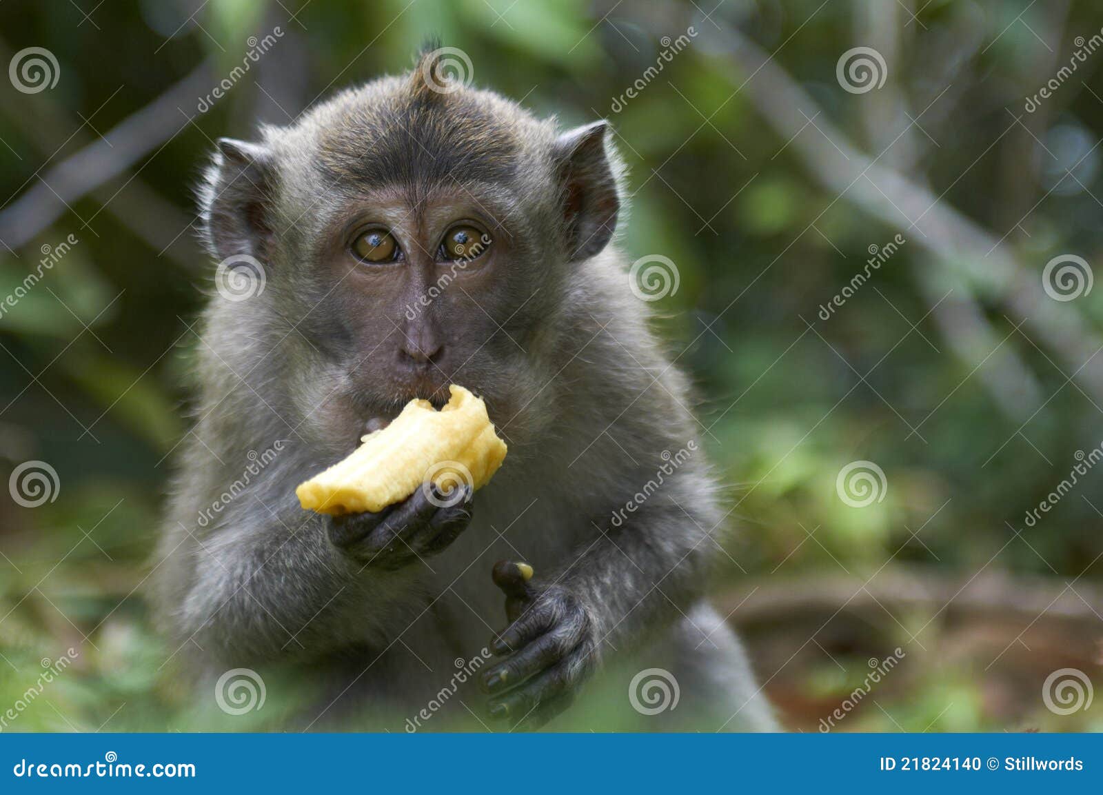 Crab-eating Macaque (Macaca Fascicularis) Stock Photo - Image of banana ...
