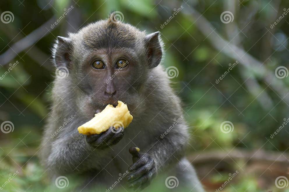 Crab-eating Macaque (Macaca Fascicularis) Stock Photo - Image of banana ...