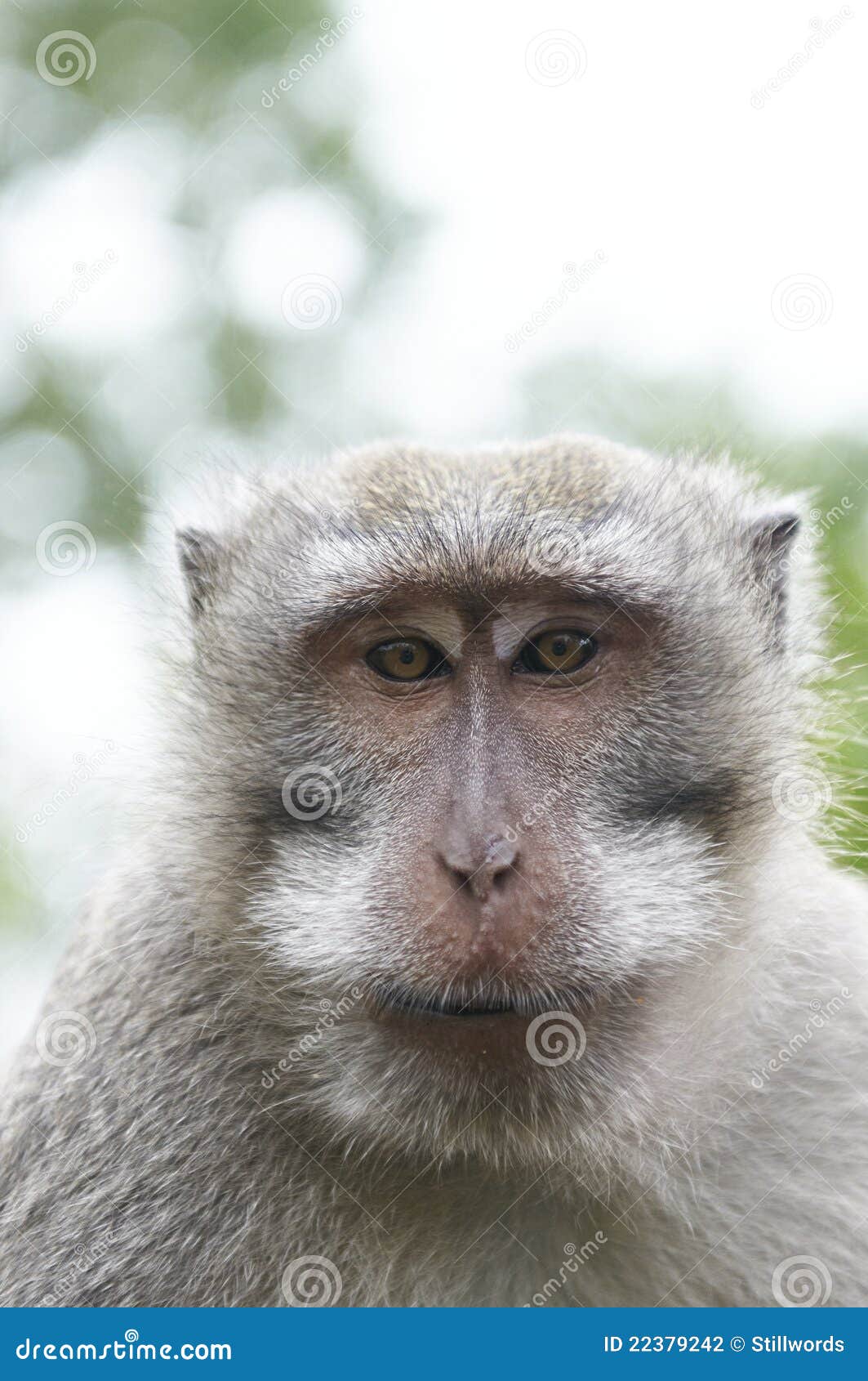Crab-eating Macaque (Macaca Fascicularis) Stock Photo - Image of macaca ...
