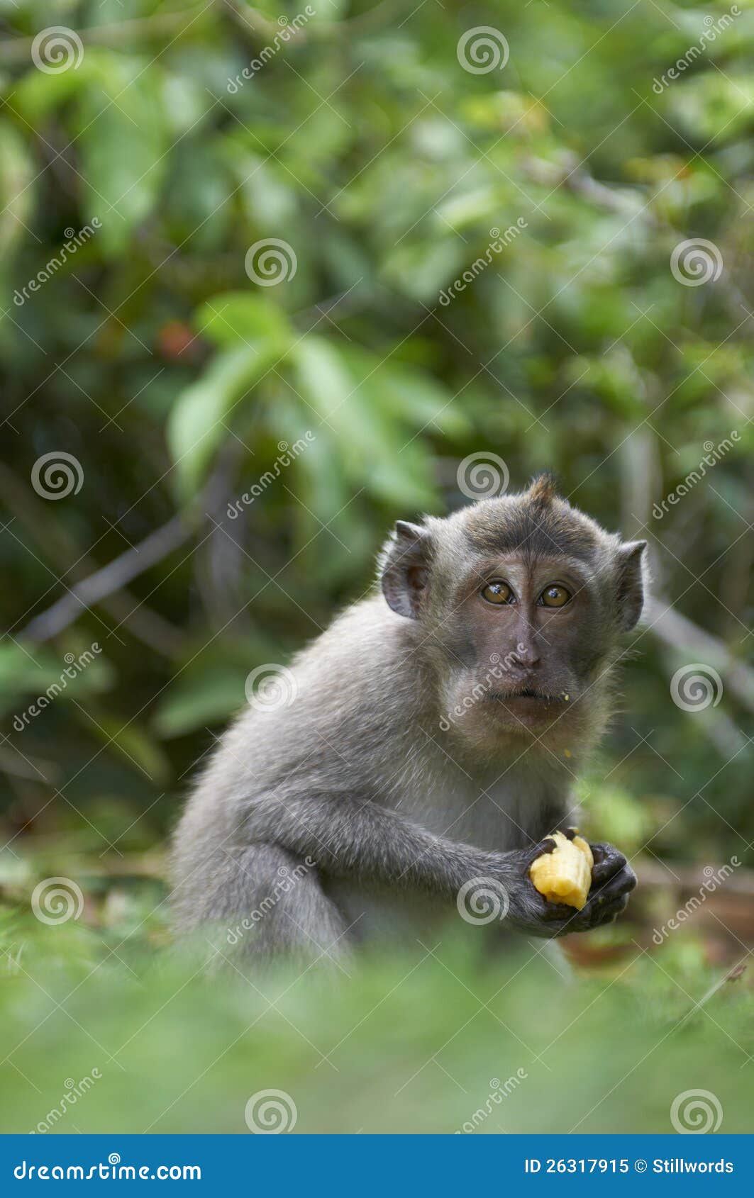 Crab-eating Macaque (Macaca Fascicularis) Stock Image - Image of macaca ...