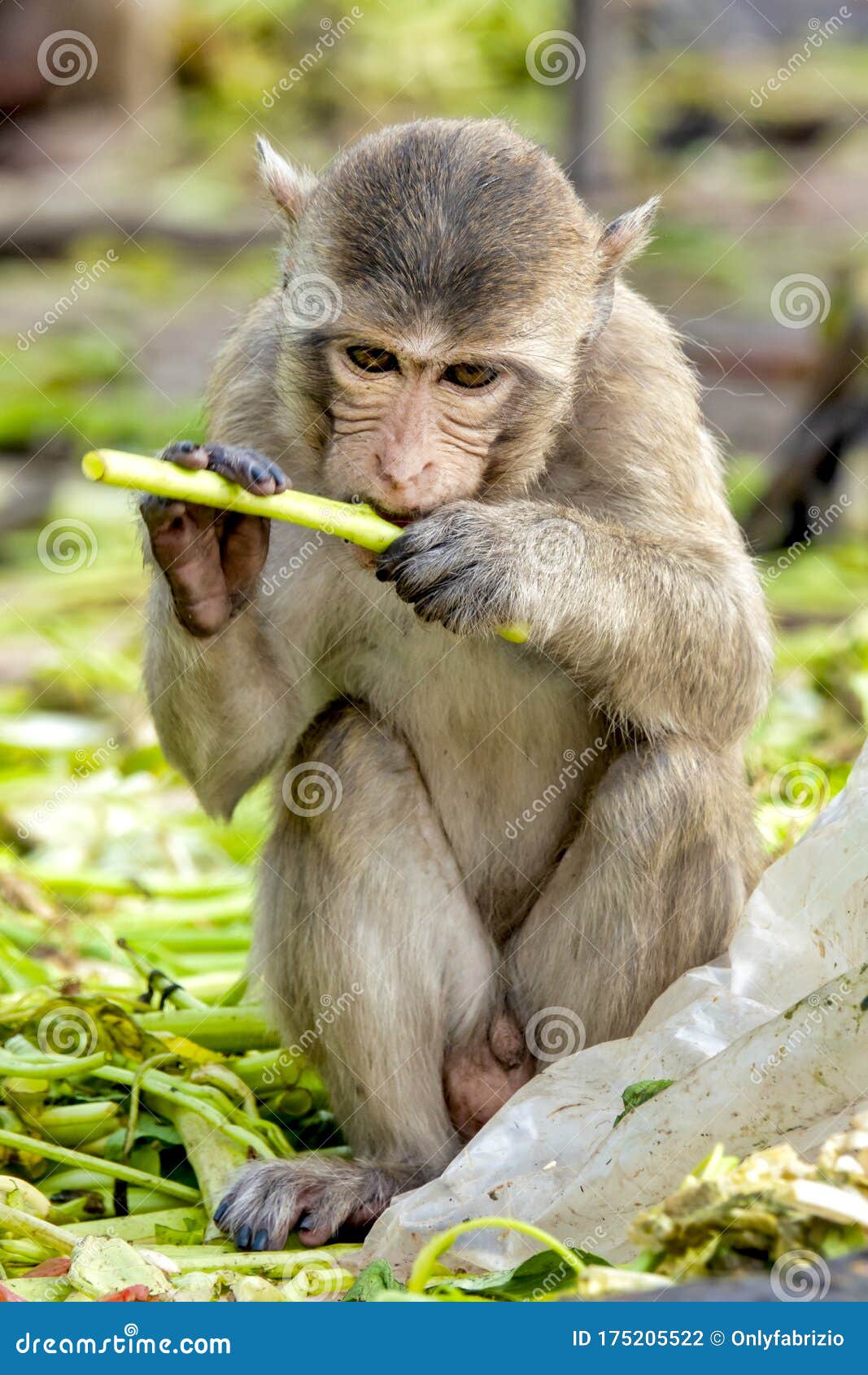 Crab-eating macaque stock photo. Image of south, monkey - 175205522