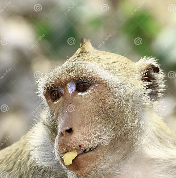Crab- Eating Macaque (Macaca Irus) Monkey Stock Photo - Image of small ...
