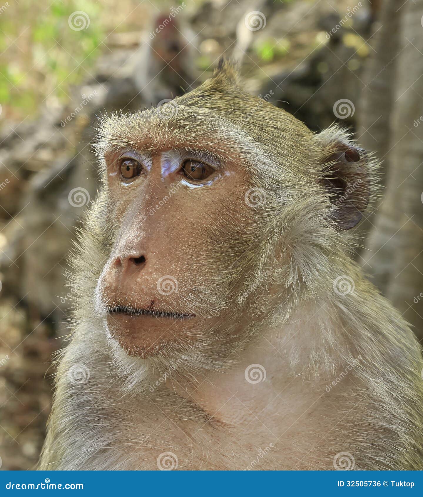 Crab- Eating Macaque (Macaca Irus) Monkey Stock Photo - Image of ...