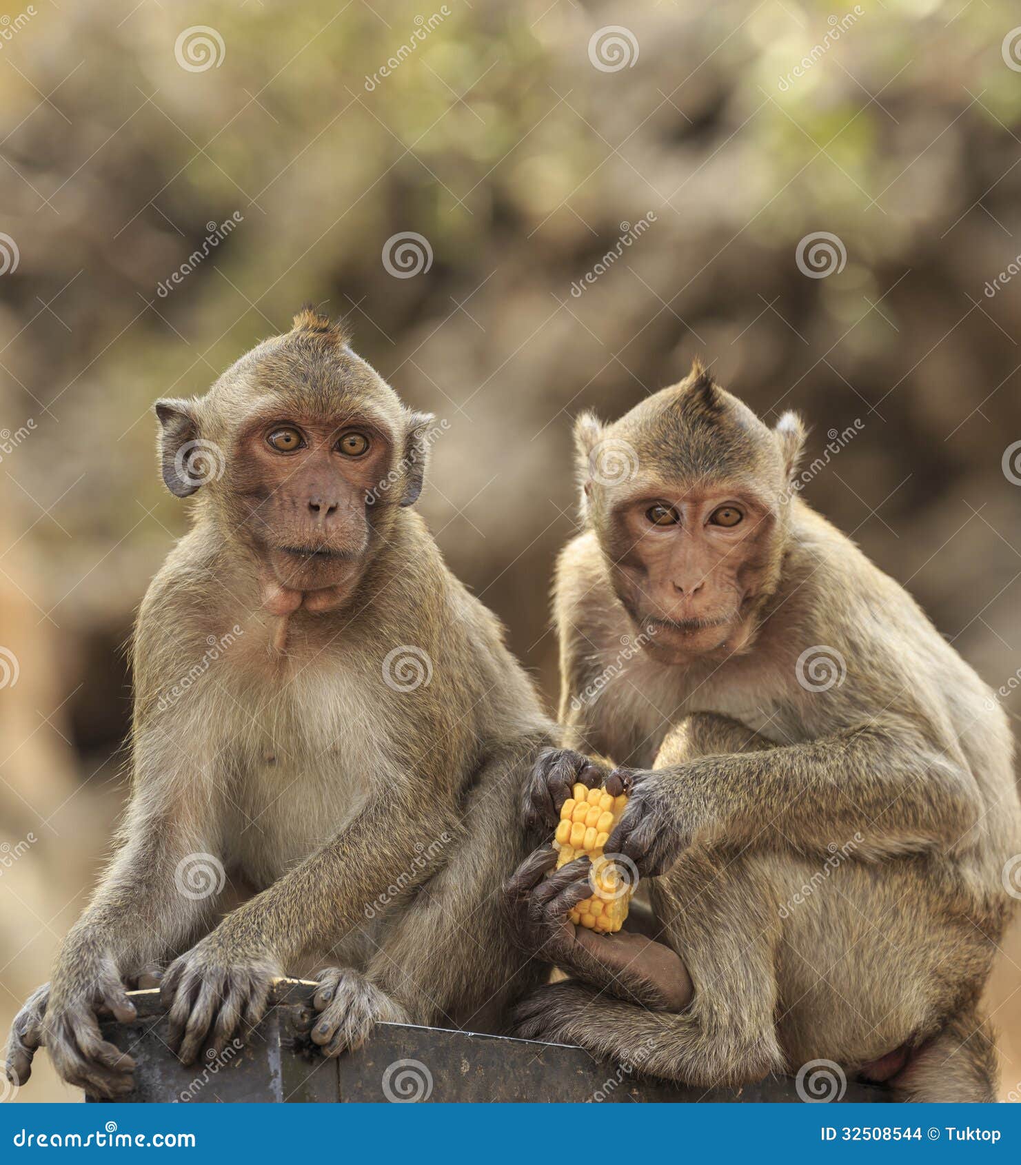 Crab- Eating Macaque (Macaca Irus) Monkey Stock Photo - Image of ...