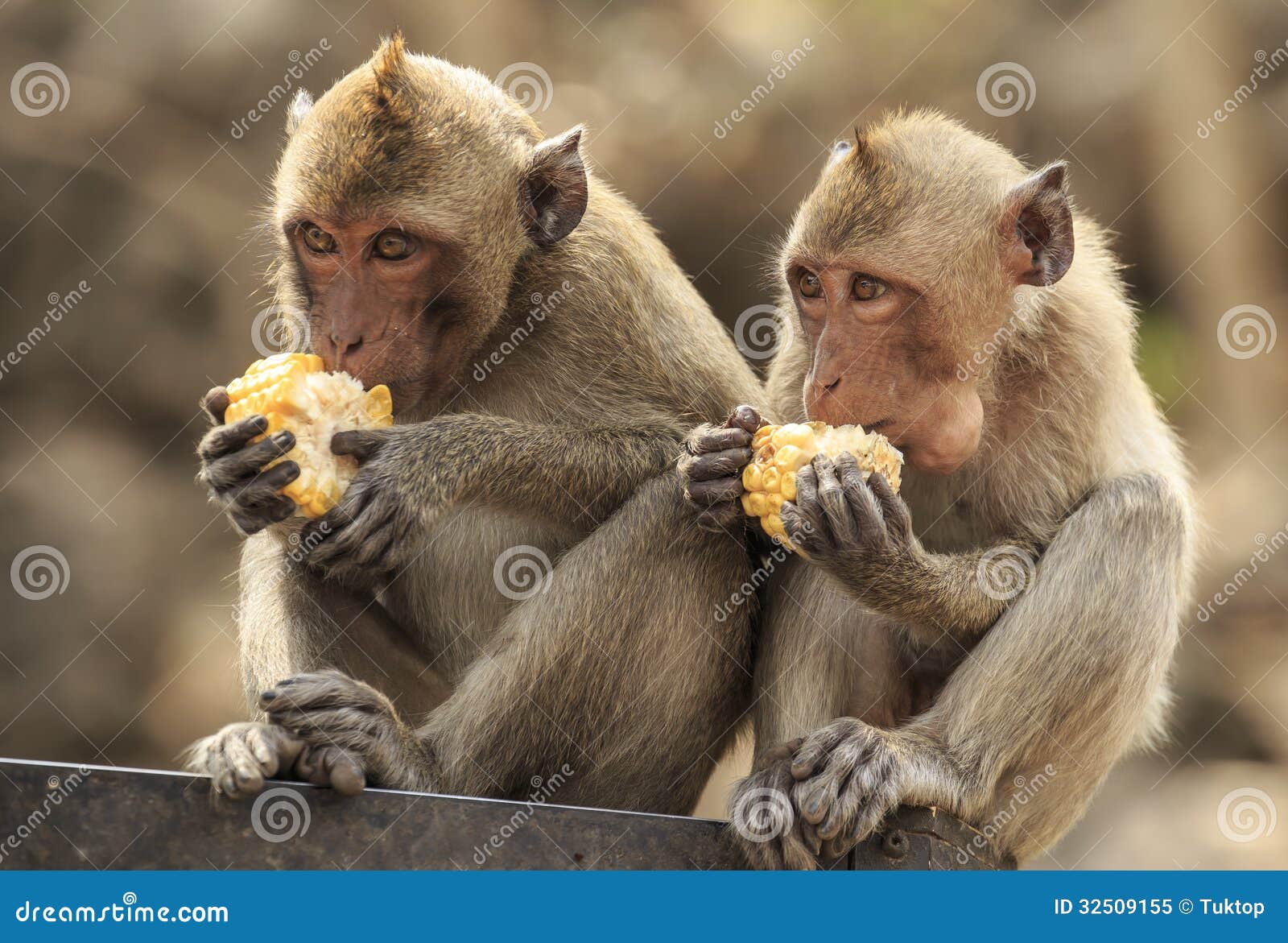Crab- Eating Macaque (Macaca Irus) Monkey Stock Image - Image of ...