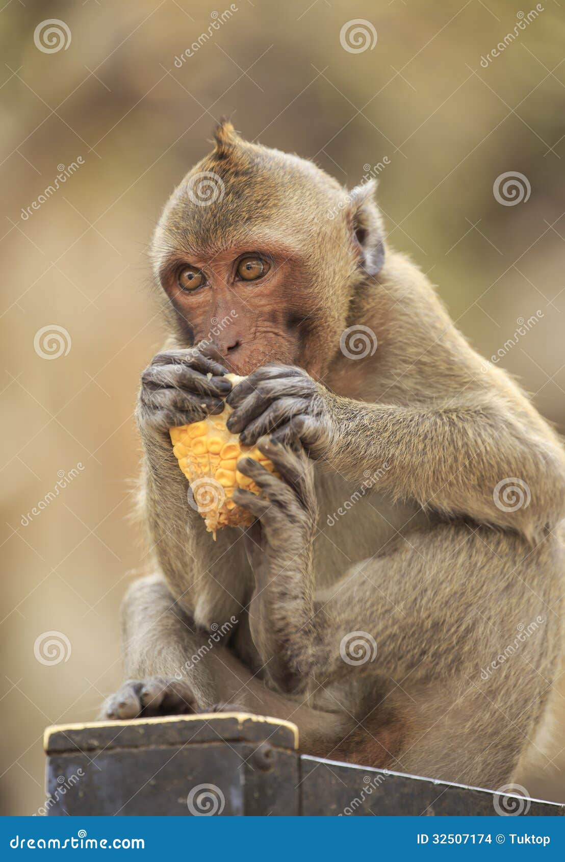 Crab- Eating Macaque (Macaca Irus) Monkey Stock Photo - Image of animal ...