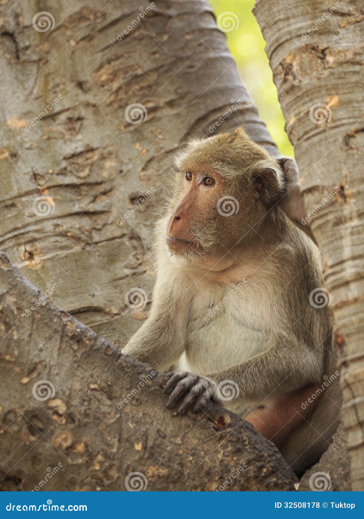 Crab- Eating Macaque (Macaca Irus) Monkey Stock Photo - Image of brown ...
