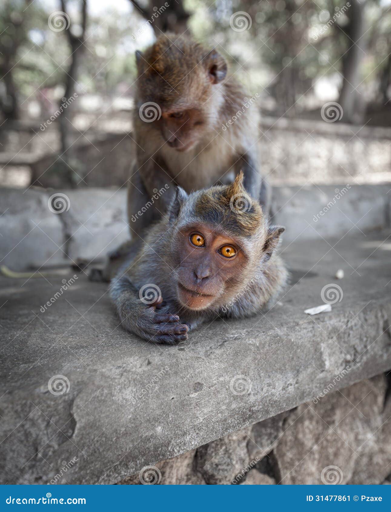 Crab-eating Macaques Have Fun Stock Image - Image of jointly, fauna ...