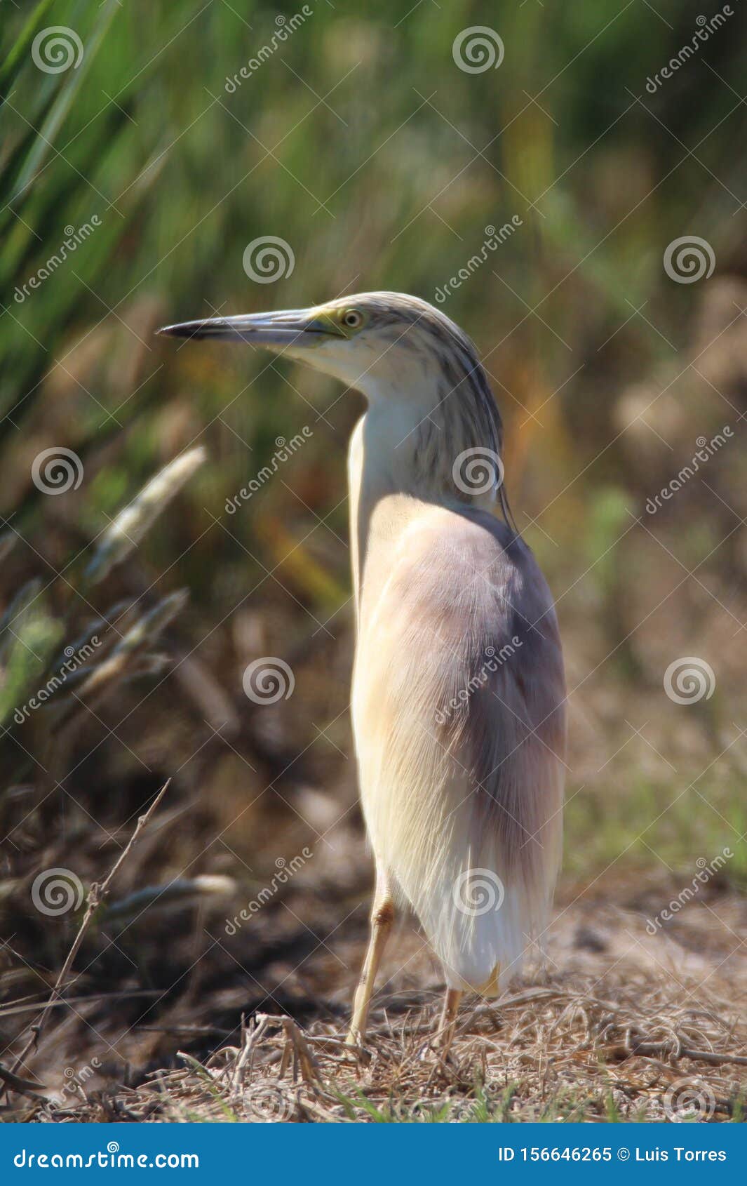 Crab egret bird stock image. Image of blue, bird, crab - 156646265
