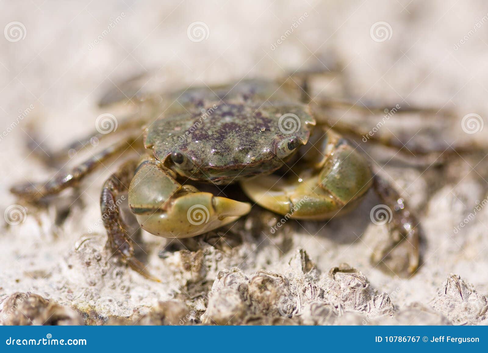 Crab Face stock image. Image of brown, animals, hard - 10786767