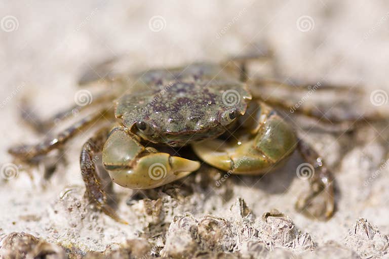 Crab Face stock image. Image of brown, animals, hard - 10786767