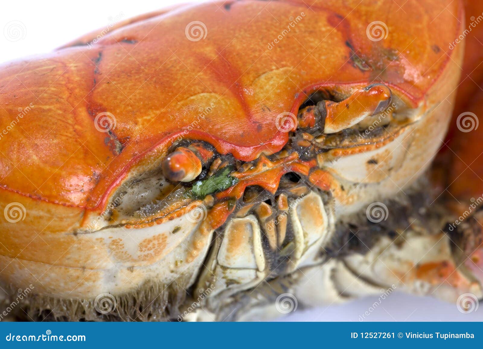 Crab Face Stock Image - Image: 12527261