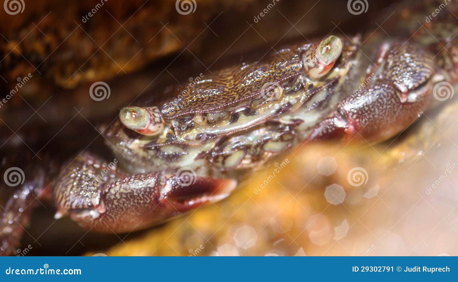 Crab face to face stock image. Image of crab, shell, rear - 29302791