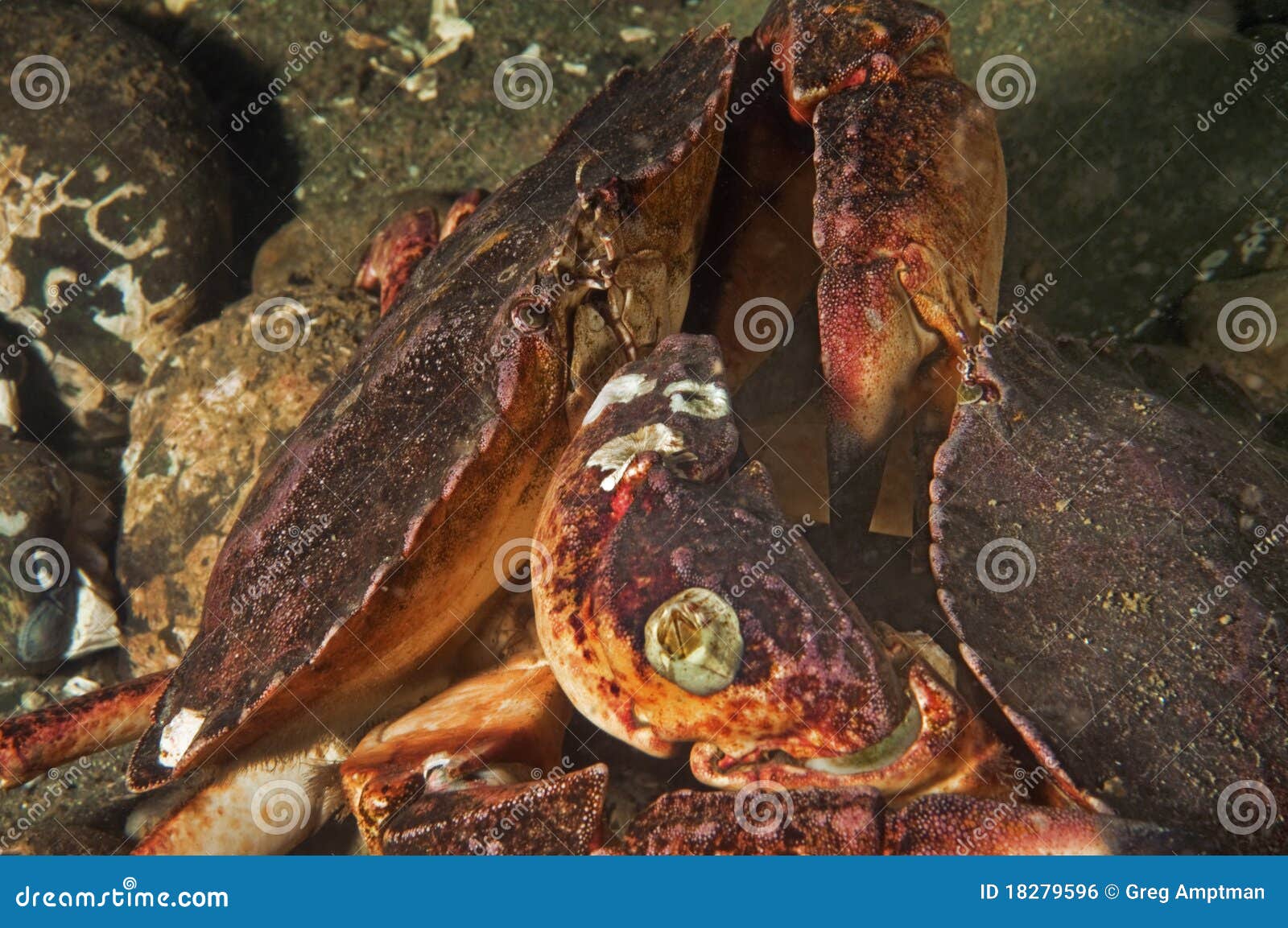 Crab Fight stock photo. Image of crab, barnacle, pacific - 18279596