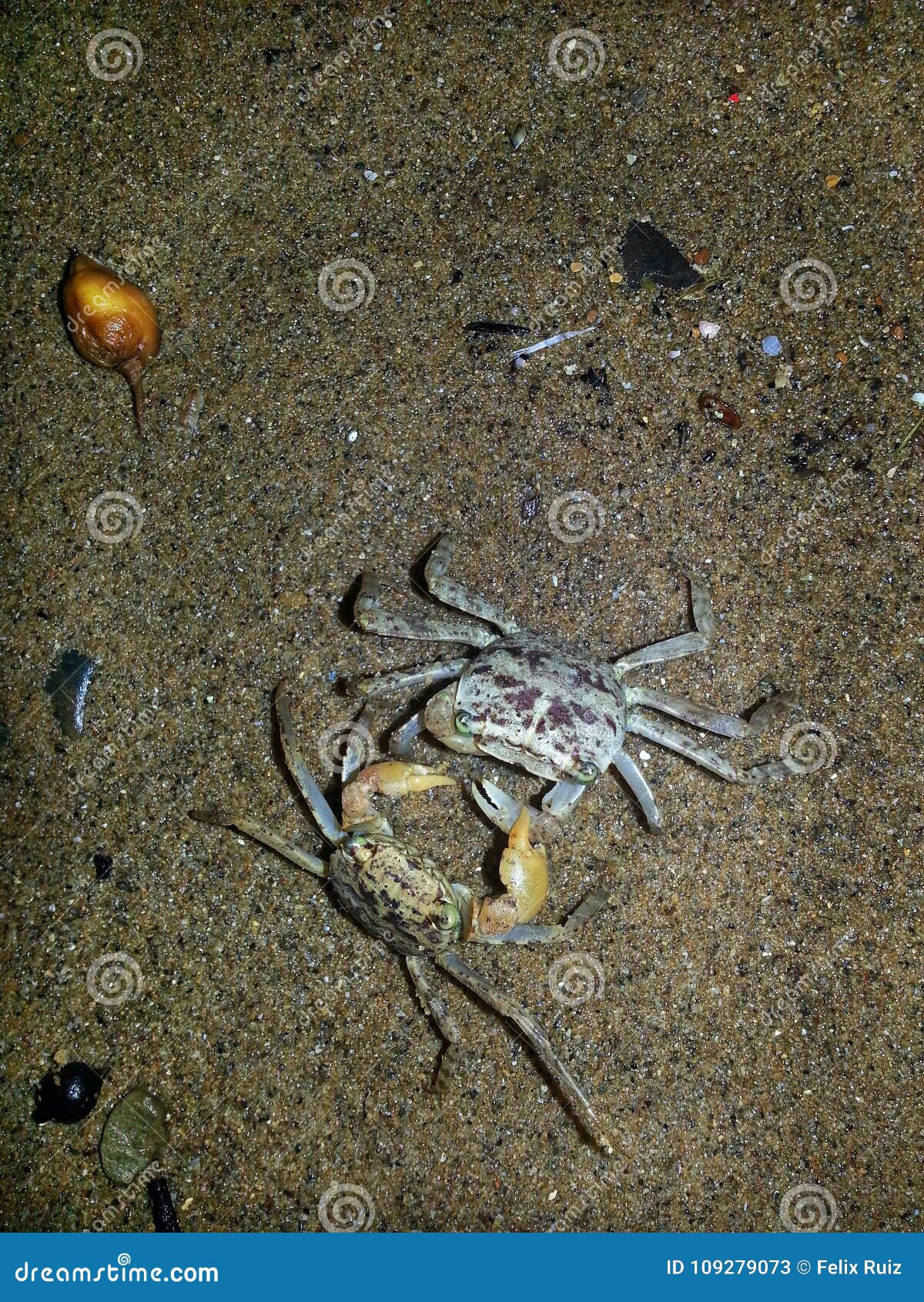 Crab fight stock image. Image of crabs, wildlife, crab - 109279073
