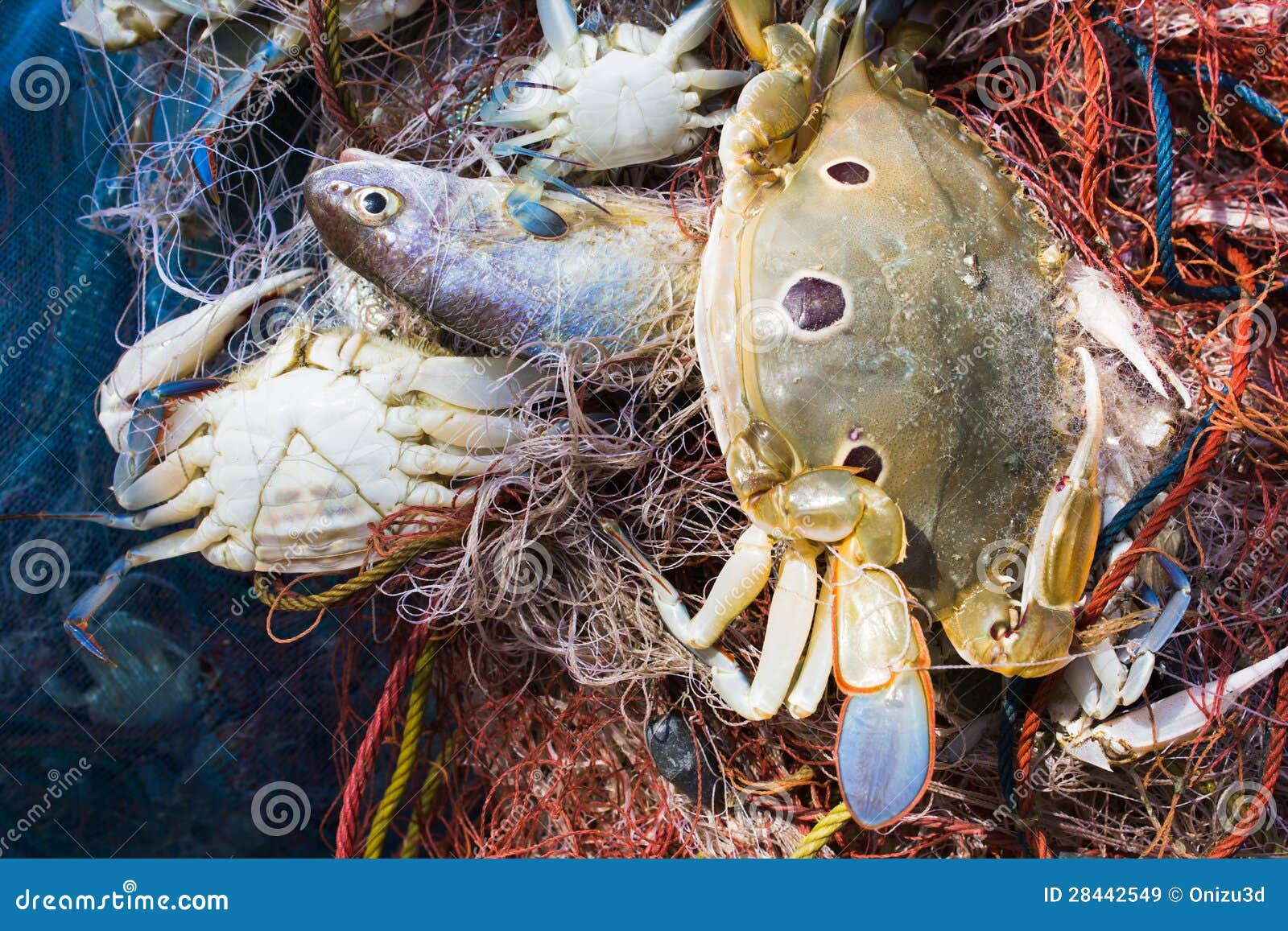 Crab and Fish in a Fishing Nets Stock Image - Image of outdoor, fishing ...