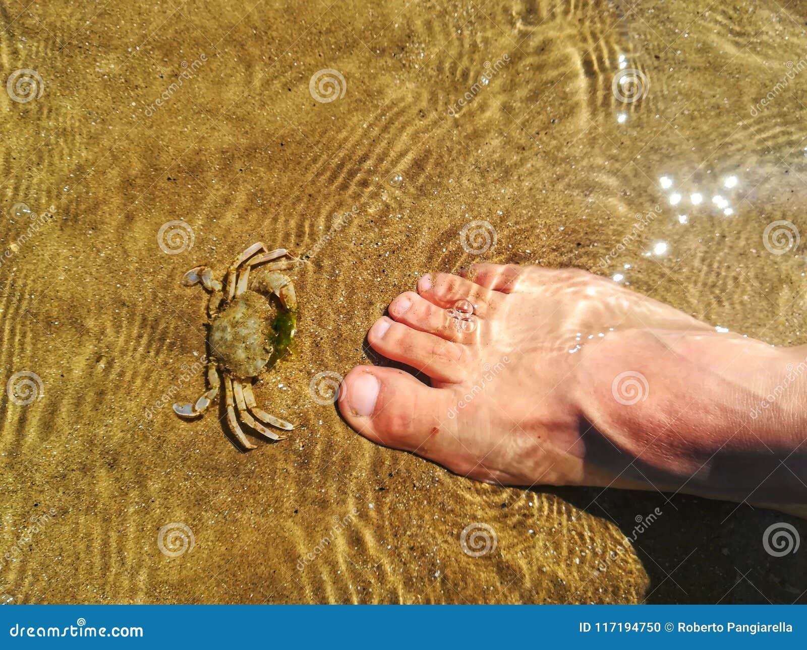 The crab and the foot stock photo. Image of holiday - 117194750