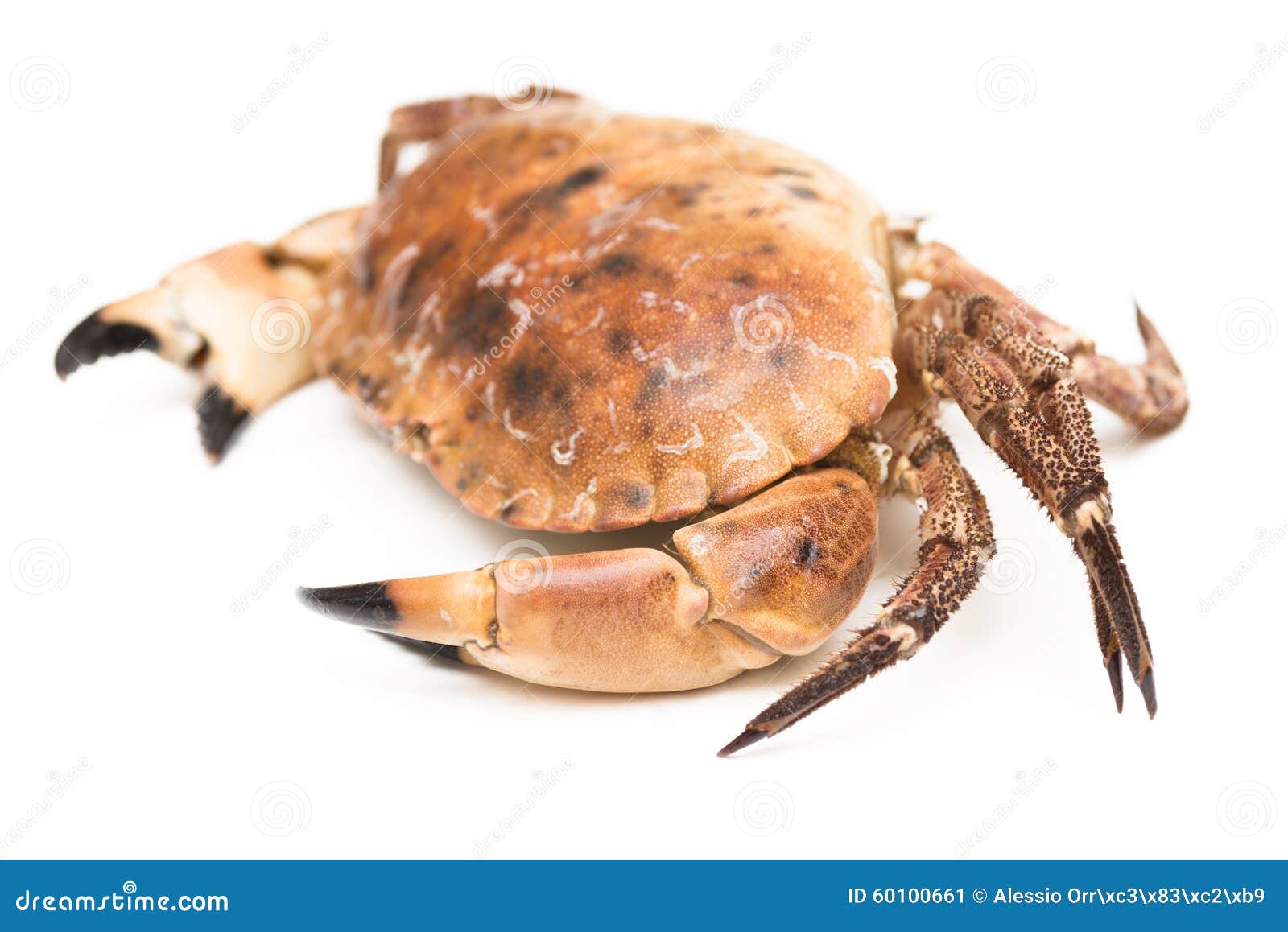 Crab stock image. Image of white, seafood, crustacean - 60100661