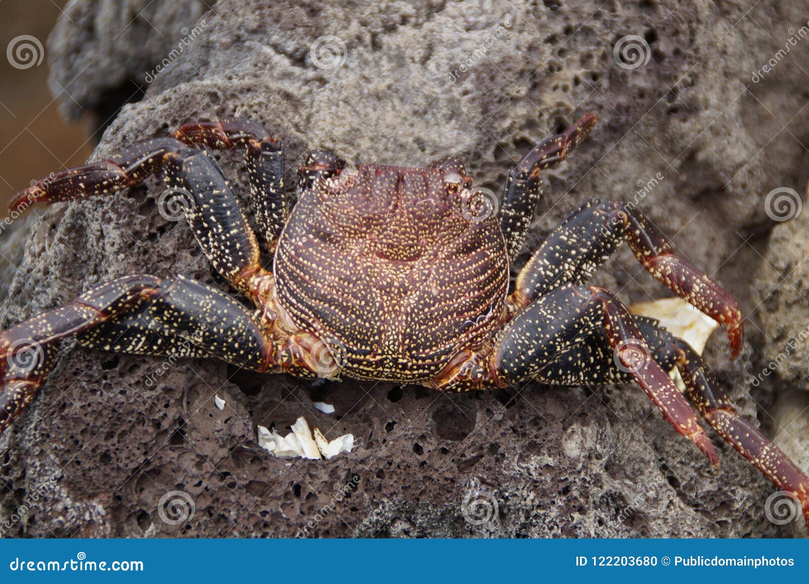 Crab, Freshwater Crab, Decapoda, Crustacean Picture. Image: 122203680
