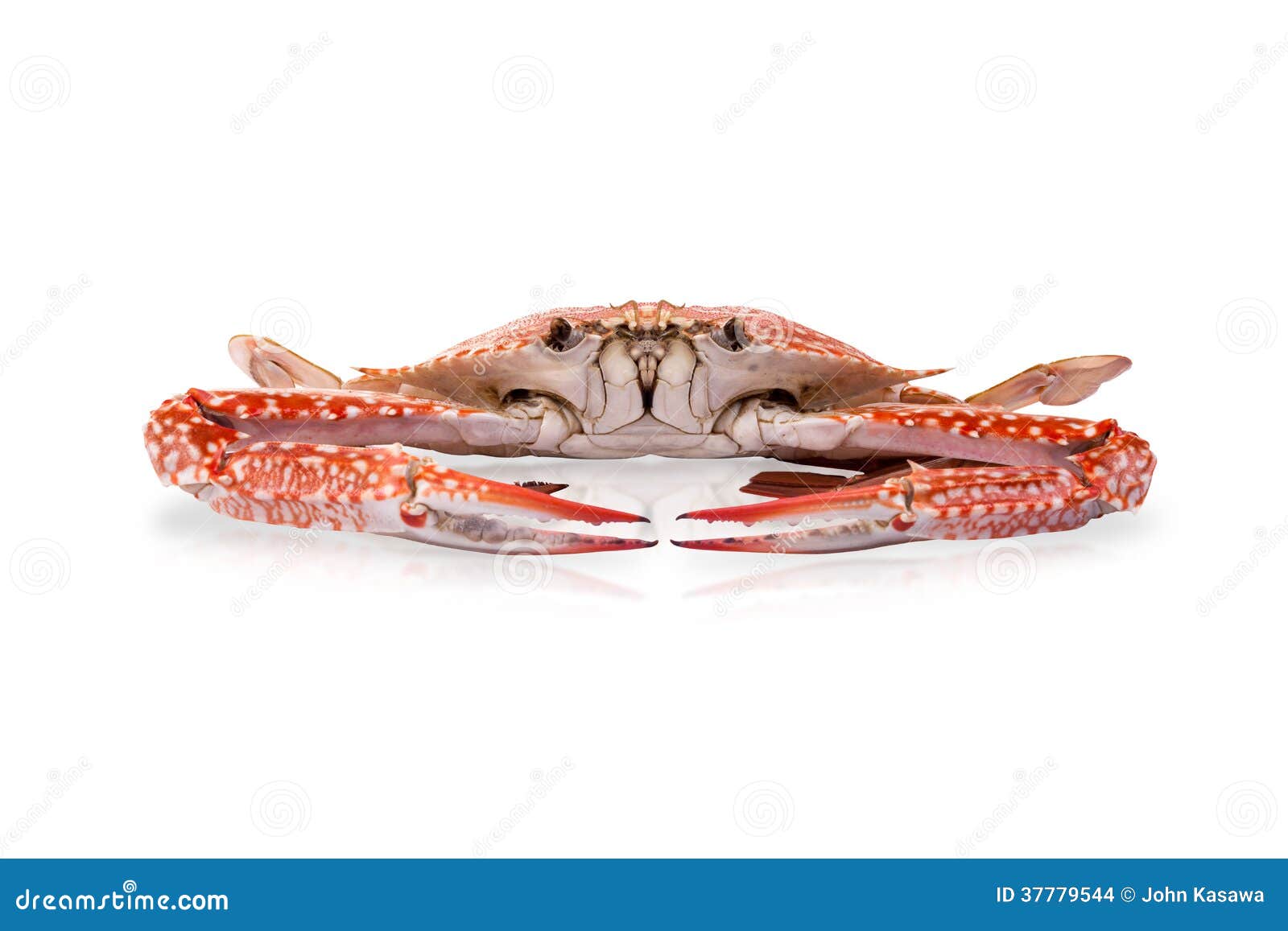Crab in Front View Isolated on White Stock Photo - Image of cooking ...