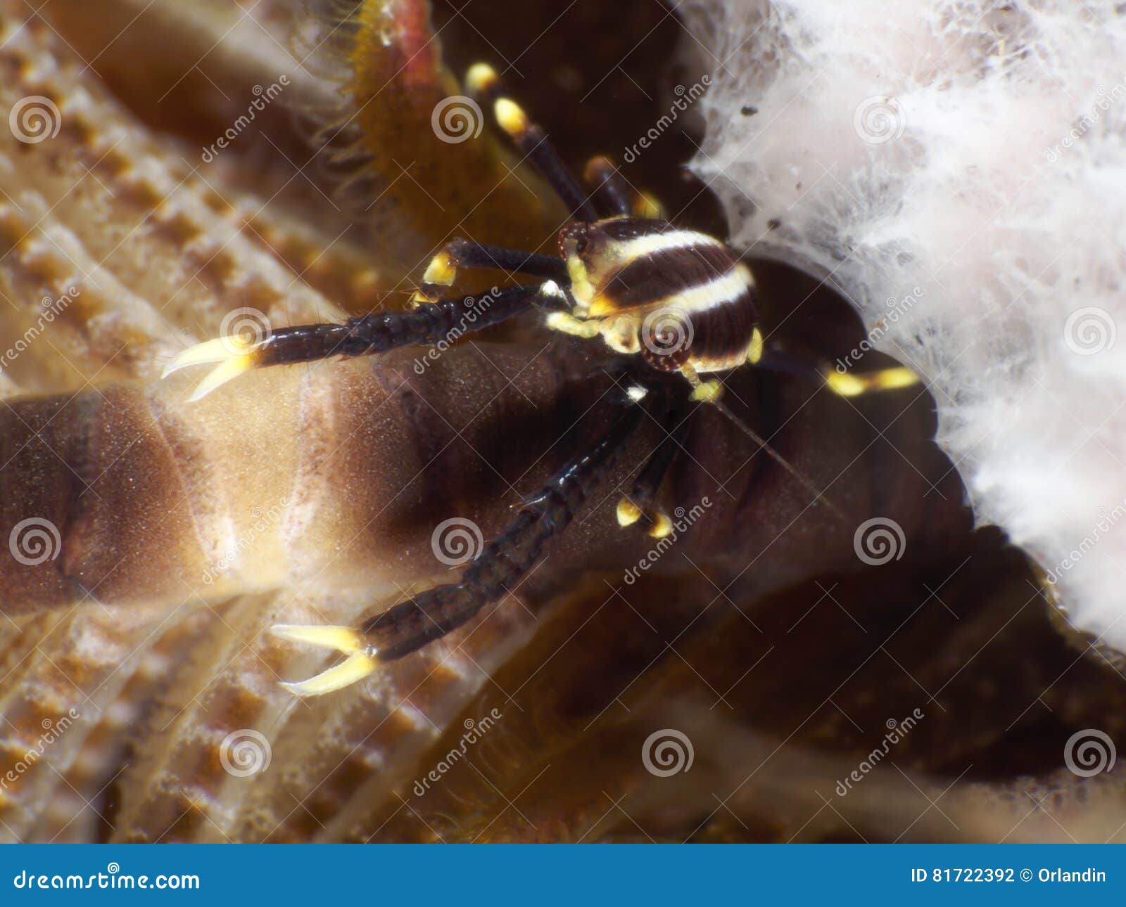 Crab galathea sp, stock photo. Image of animal, life - 81722392