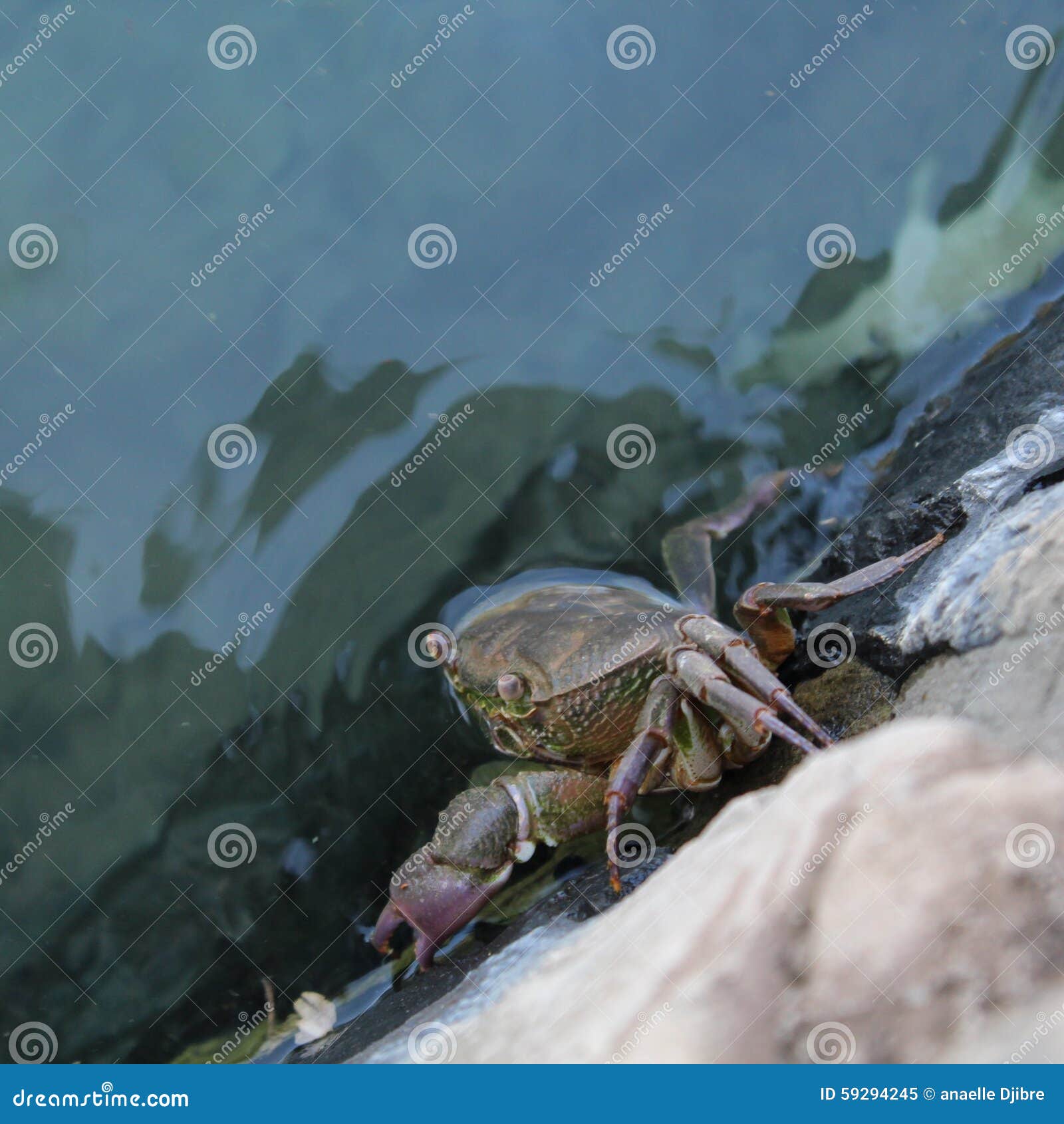 A crab stock image. Image of jumping, stone, grabbing - 59294245